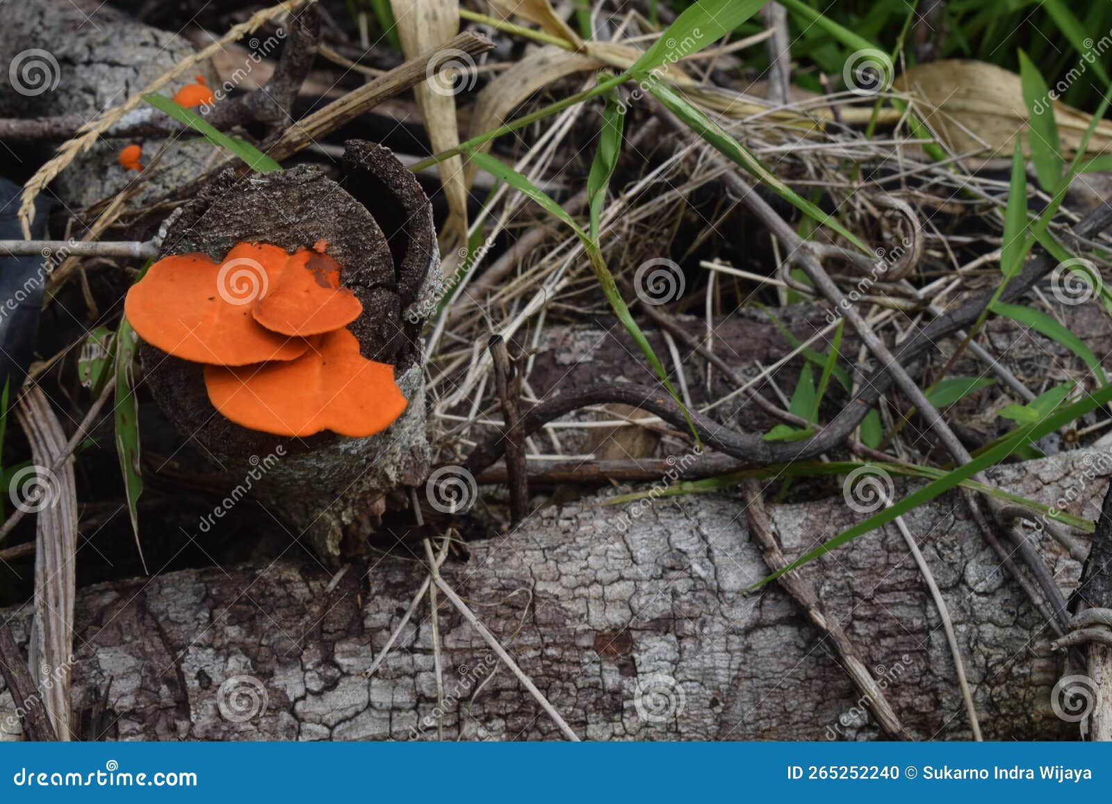 An Orange Mushroom Growing on a Fallen Log Stock Photo - Image of ...