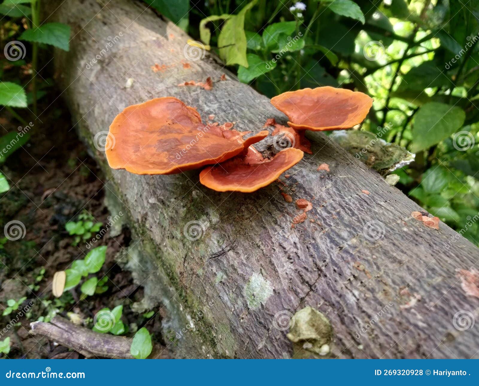 Mushroom that Grows Naturally on Tree Trunks Stock Photo - Image of ...