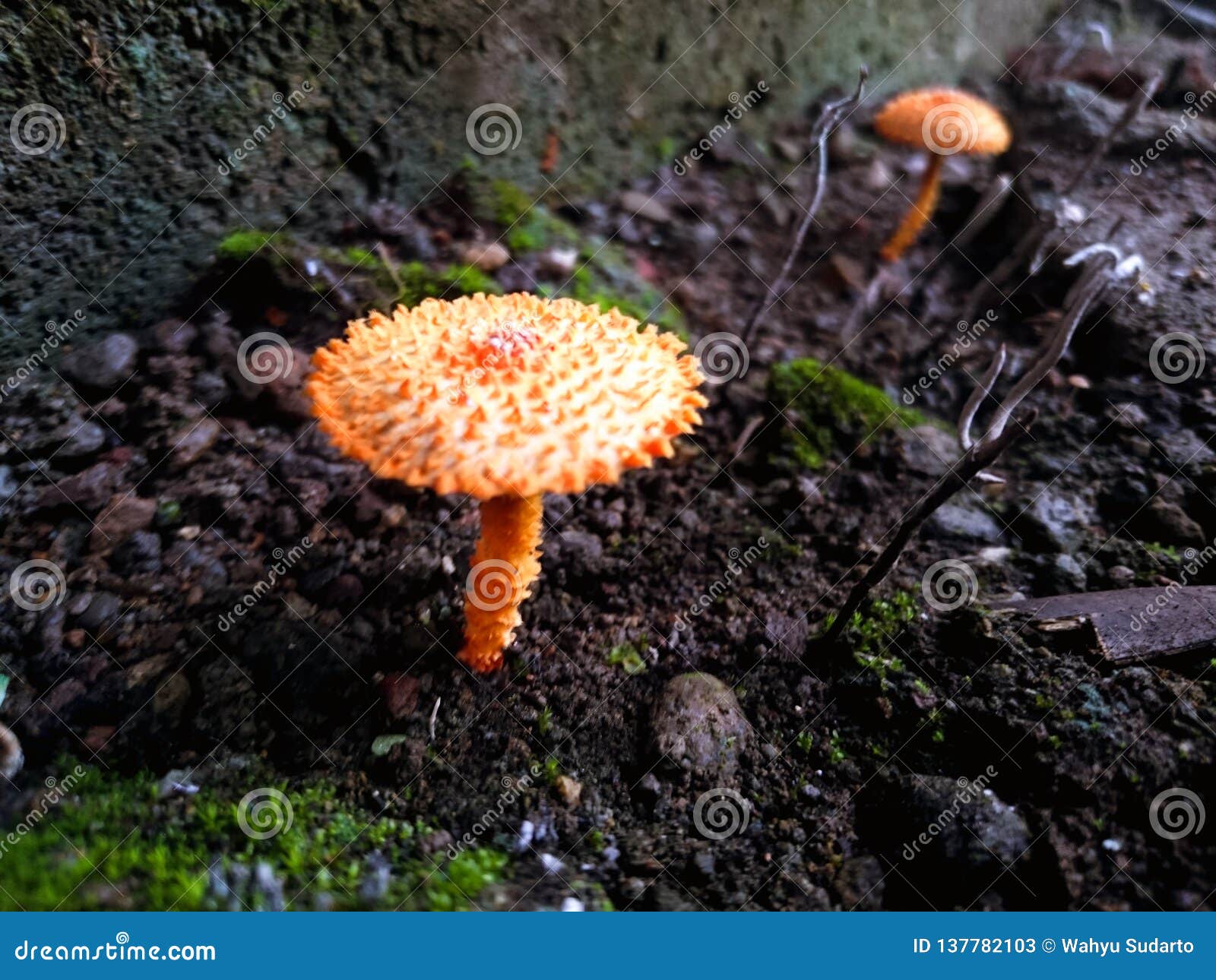 Orange mushroom stock image. Image of jungle, mushroom - 137782103