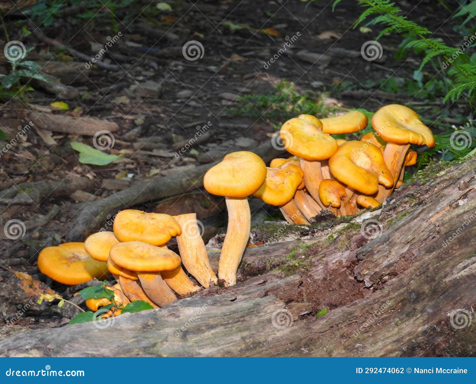Orange Mushroom Growing Alongside Fallen Log in Woods Stock Photo ...