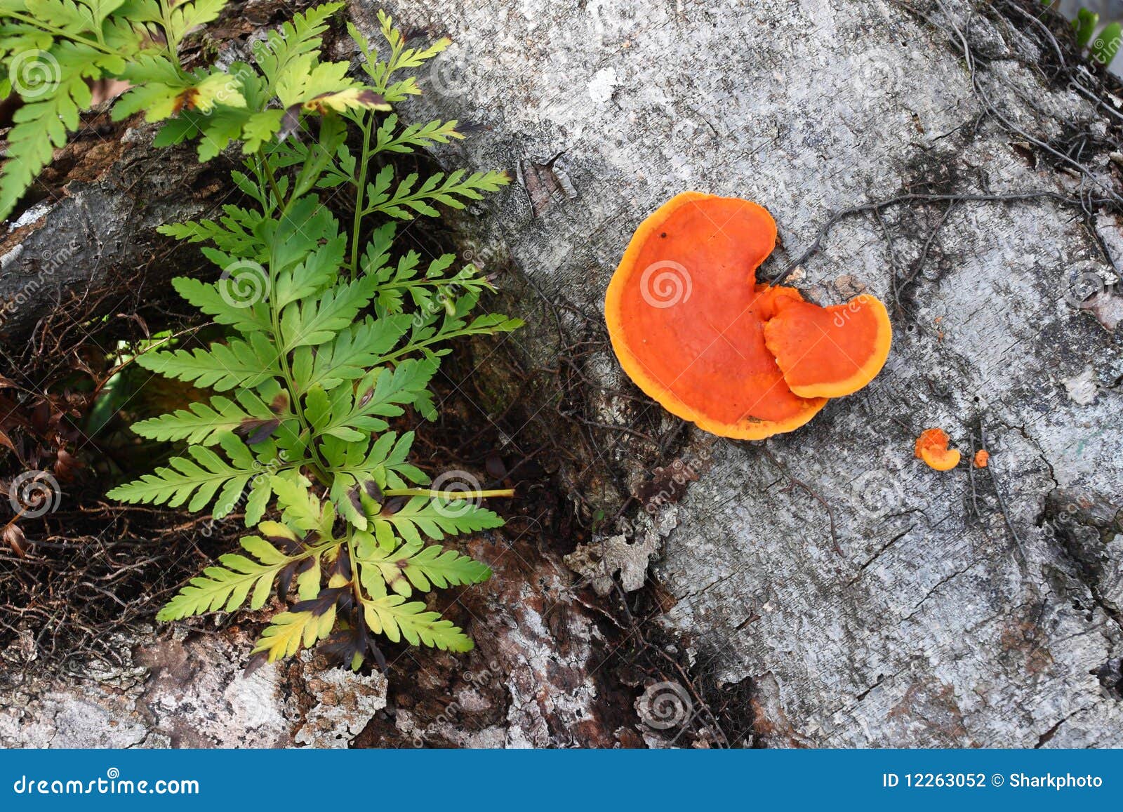 Orange mushrooms stock photo. Image of fungus, trunks - 12263052
