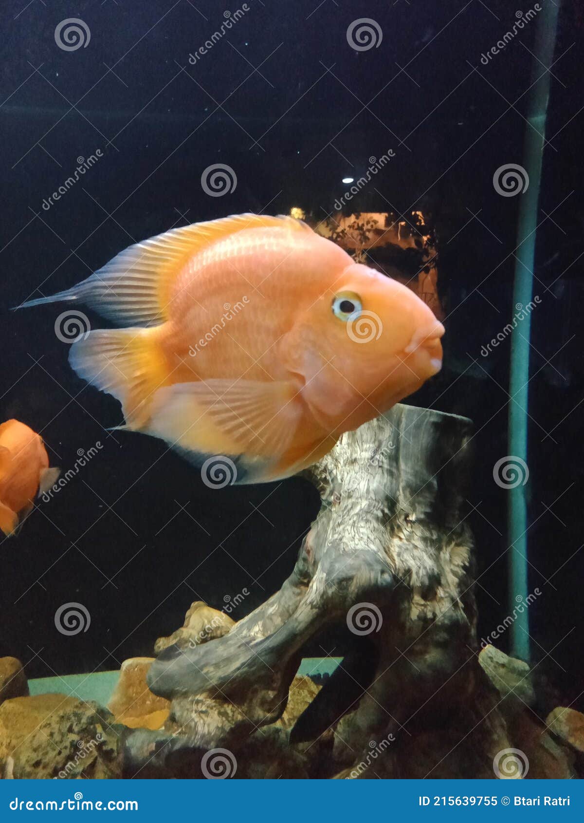 A Cute Orange Fish stock image. Image of organism, orange - 215639755