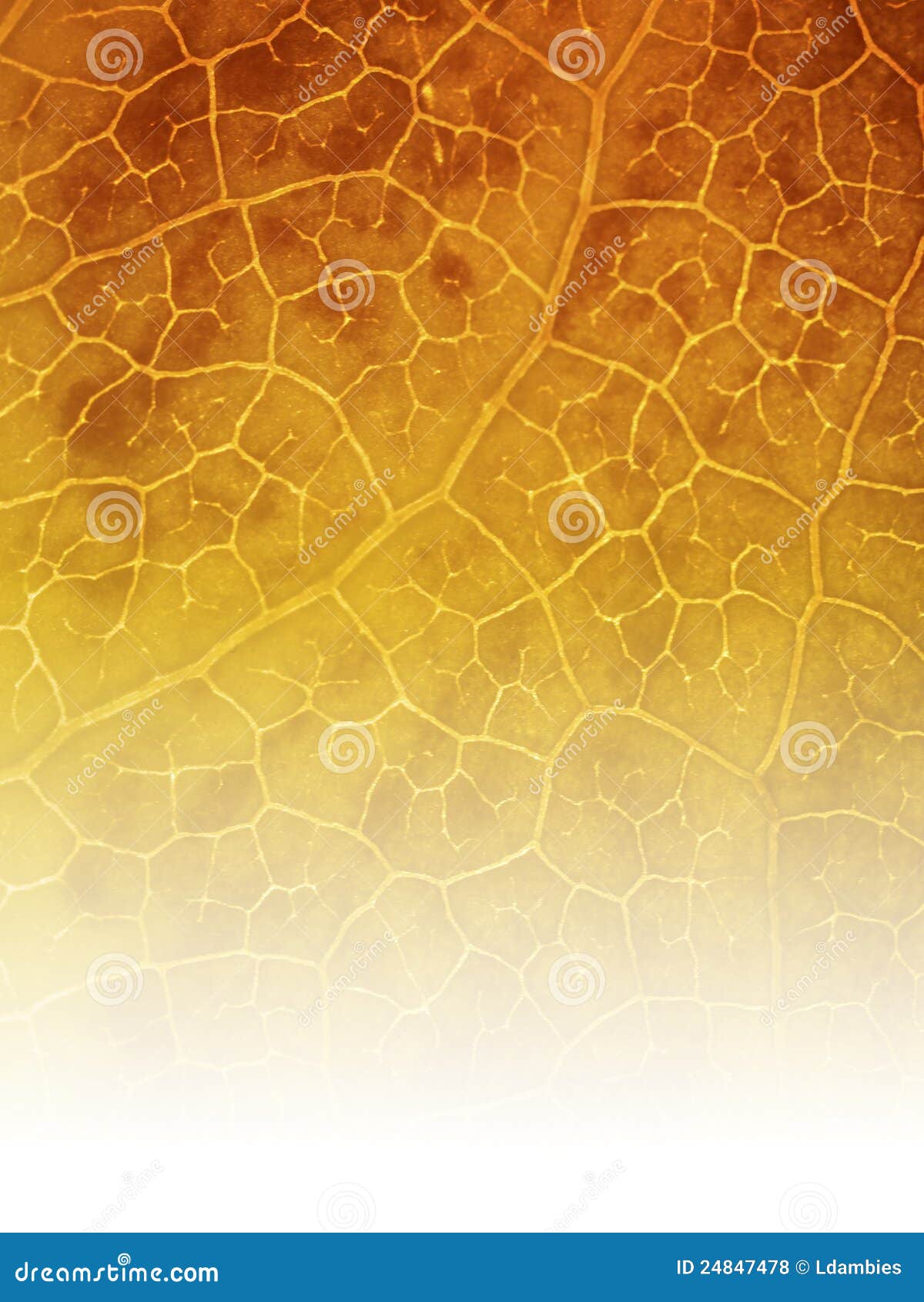 Orange nature background stock photo. Image of pattern - 24847478