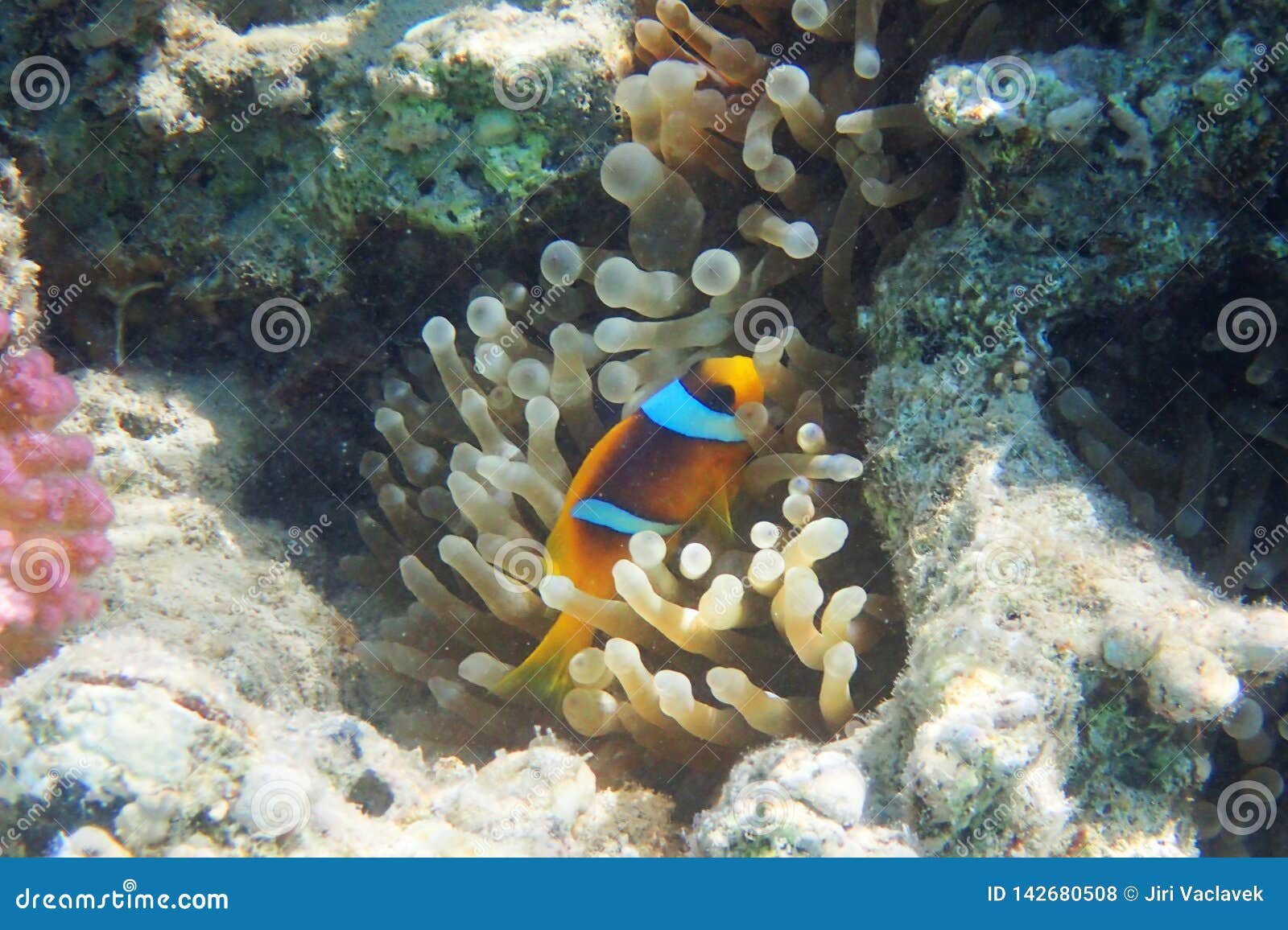 Orange nemo clown fish stock photo. Image of tropical - 142680508