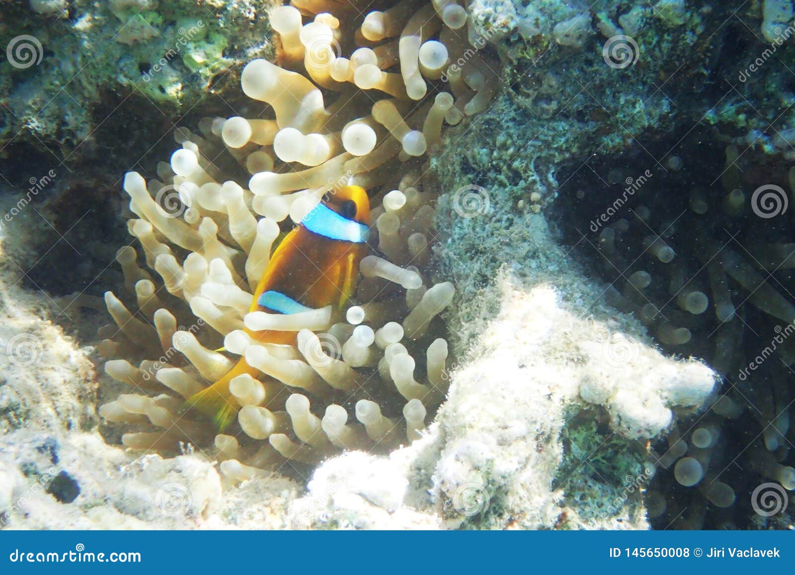 Orange nemo clown fish stock photo. Image of white, tropical - 145650008