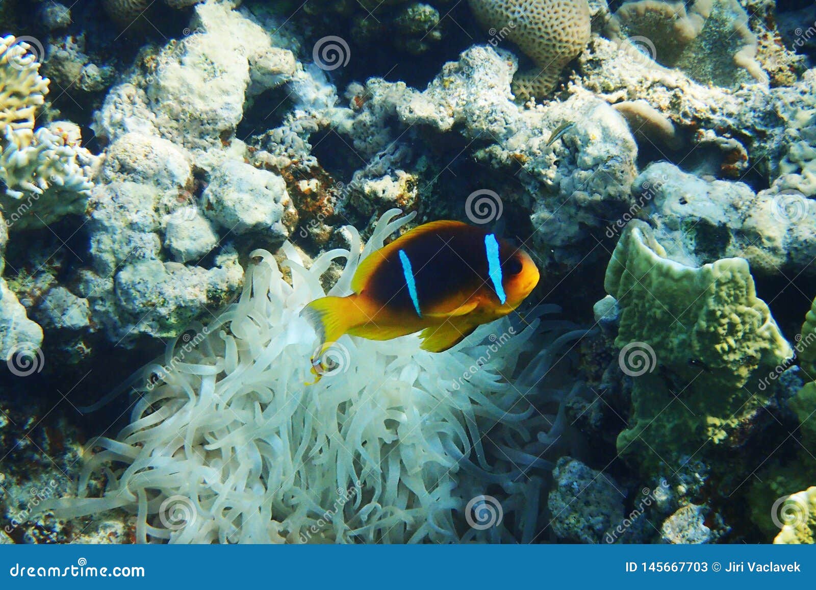 Orange nemo clown fish stock image. Image of white, aquarium - 145667703