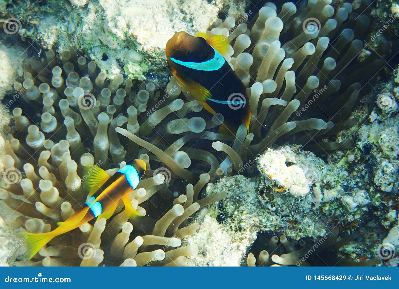 Orange nemo clown fish stock image. Image of marine - 145668429