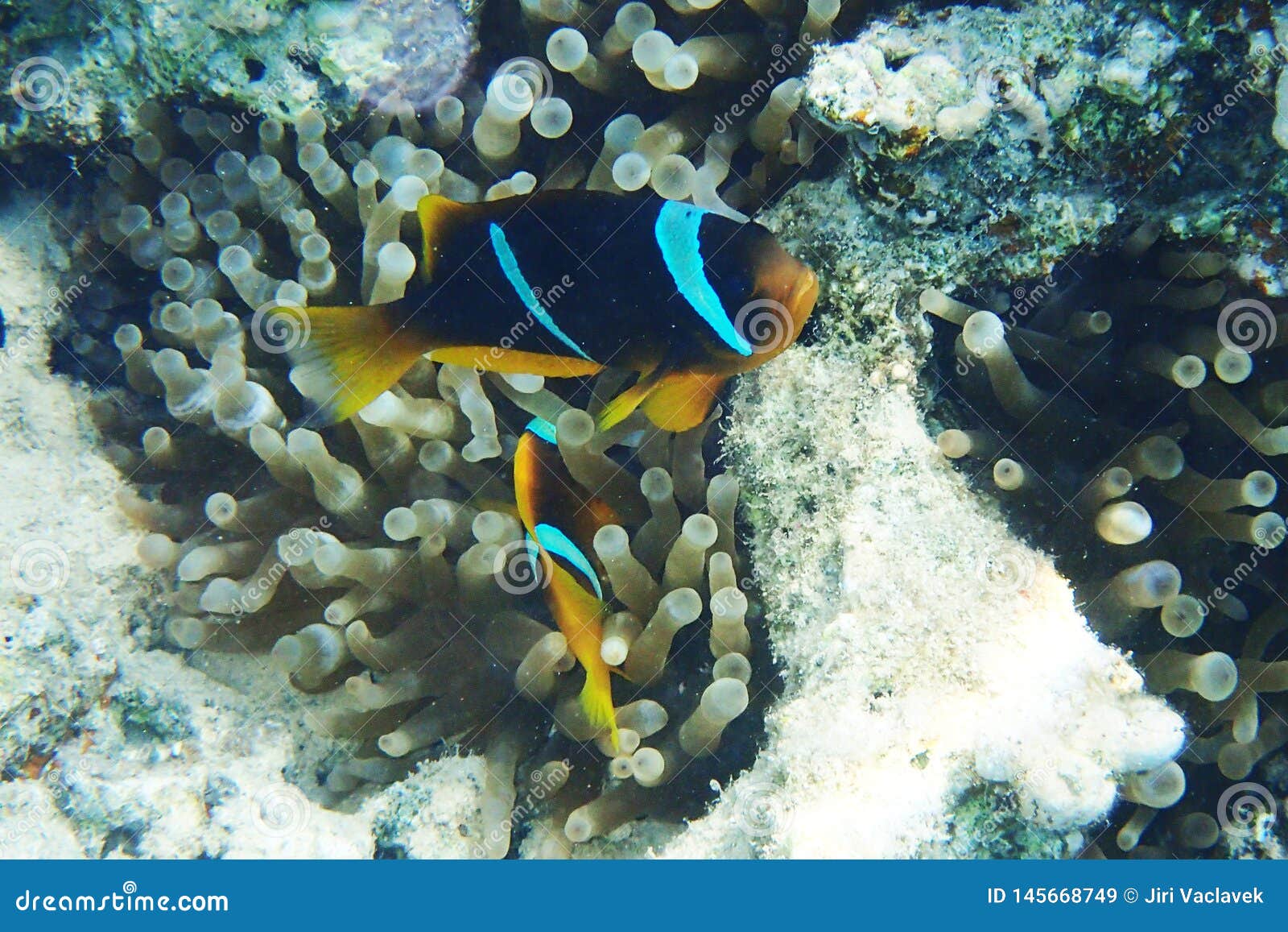 Orange nemo clown fish stock image. Image of clown, white - 145668749