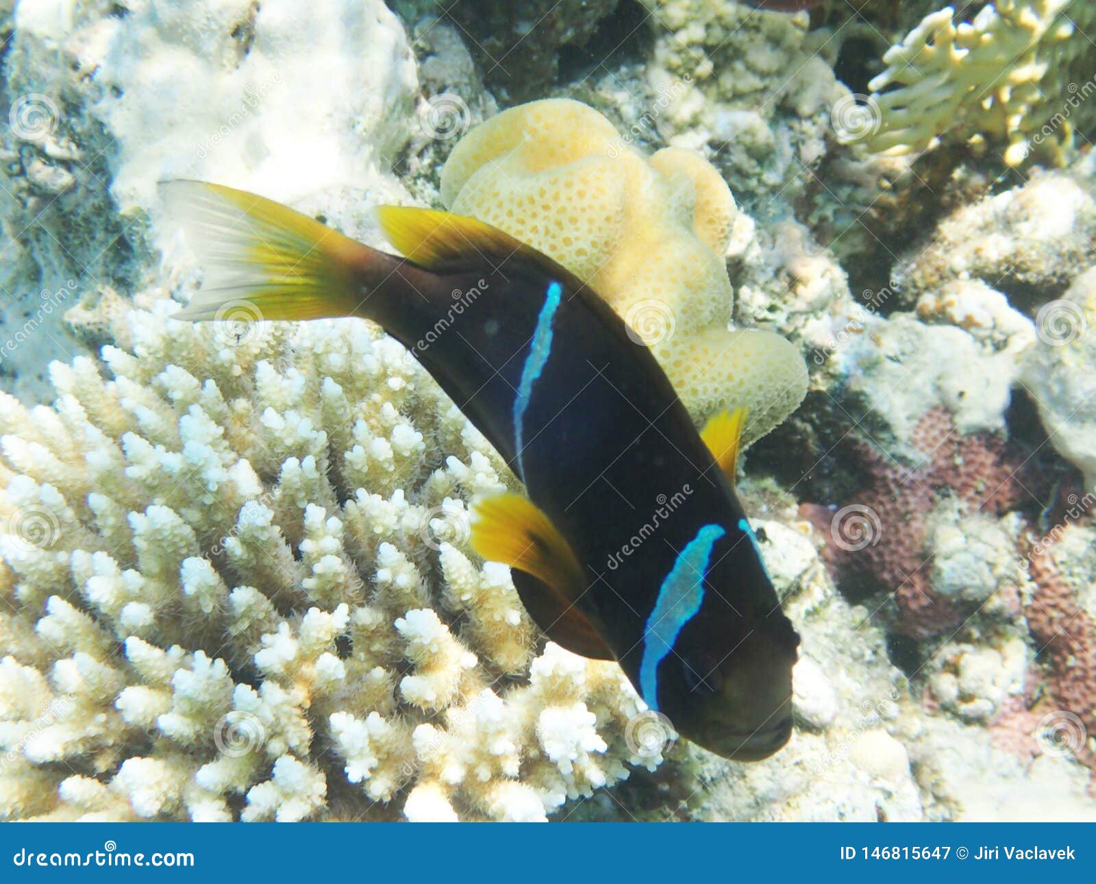 Orange nemo clown fish stock image. Image of amphiprion - 146815647
