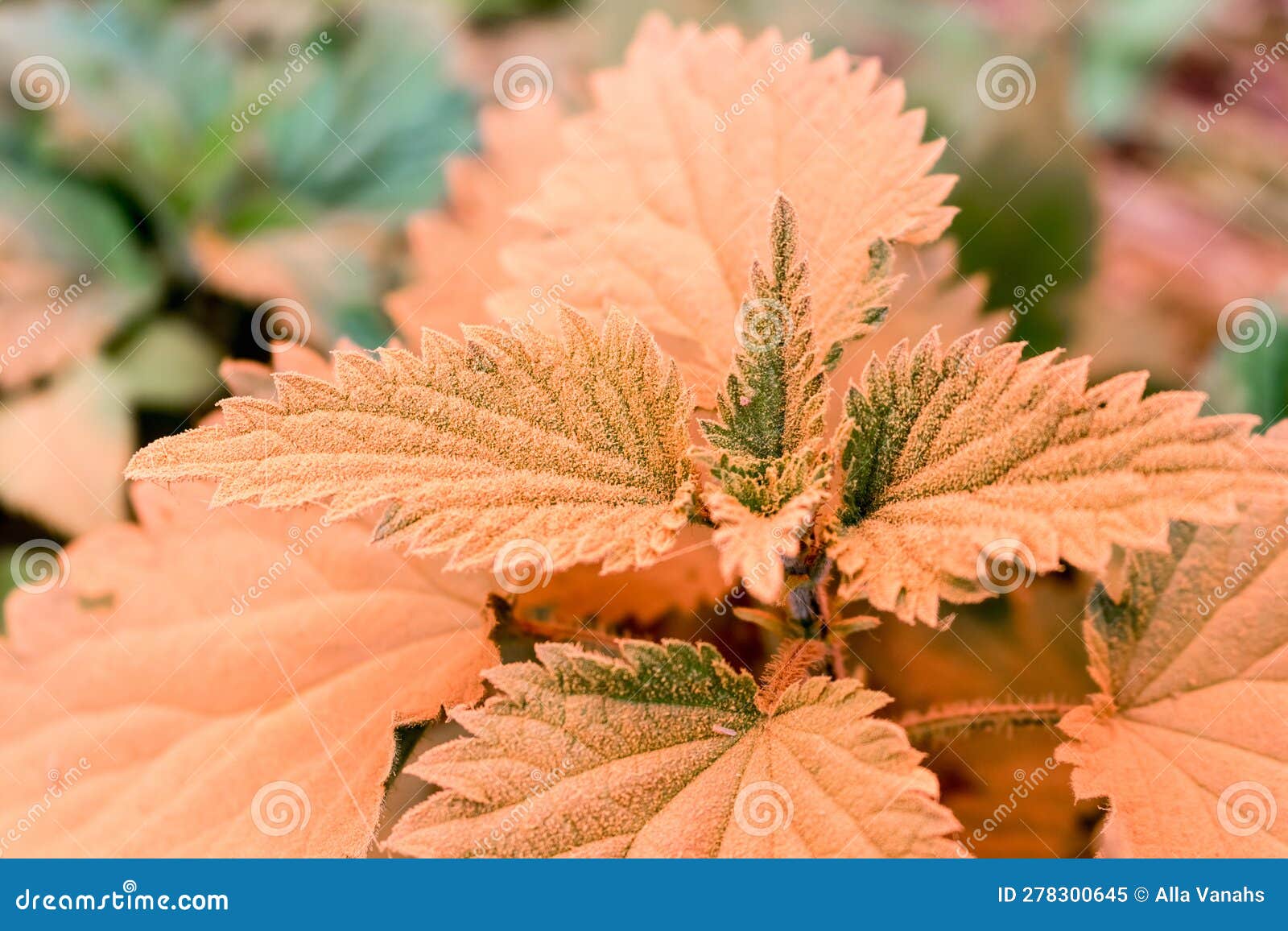 Orange nettle stock image. Image of foliage, green, growth - 278300645