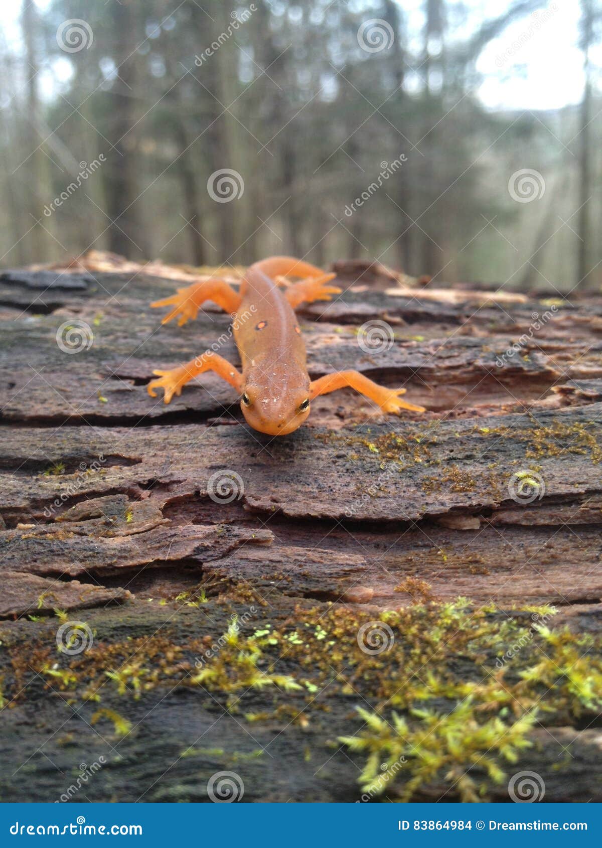 Orange newt stock photo. Image of orange, hanging, newt - 83864984