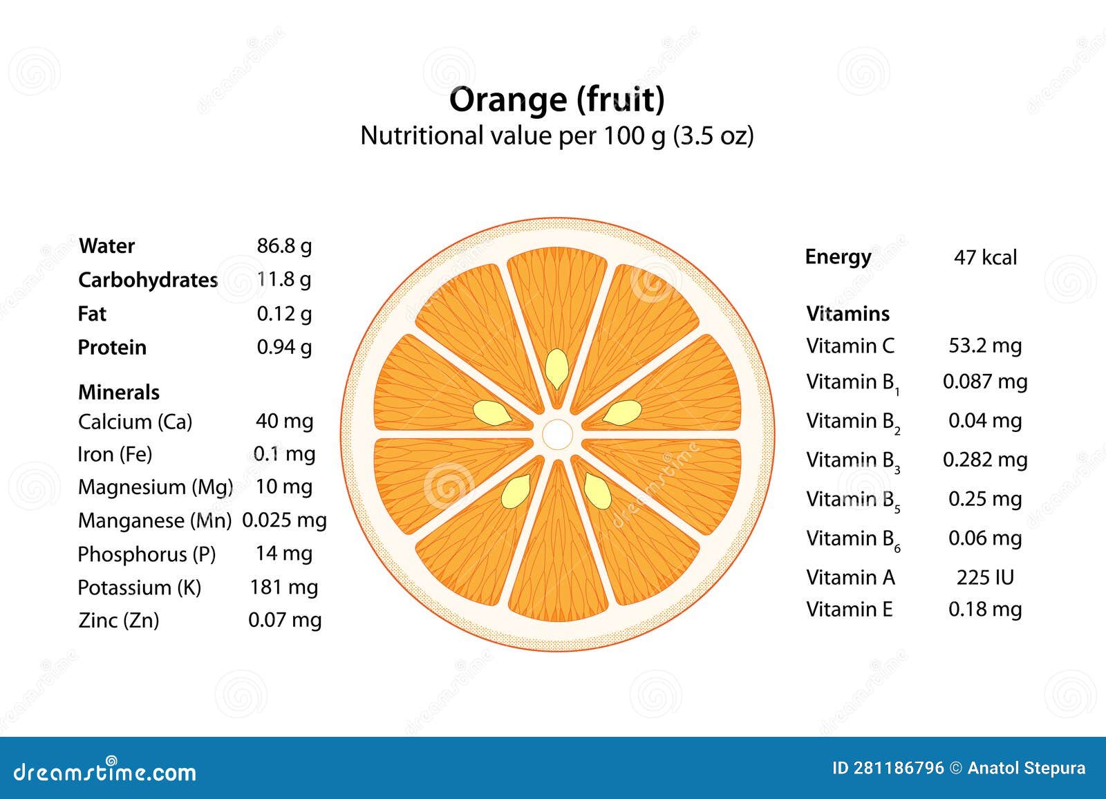 Orange Fruit. Hesperidium. Nutritional Value. Stock Vector ...