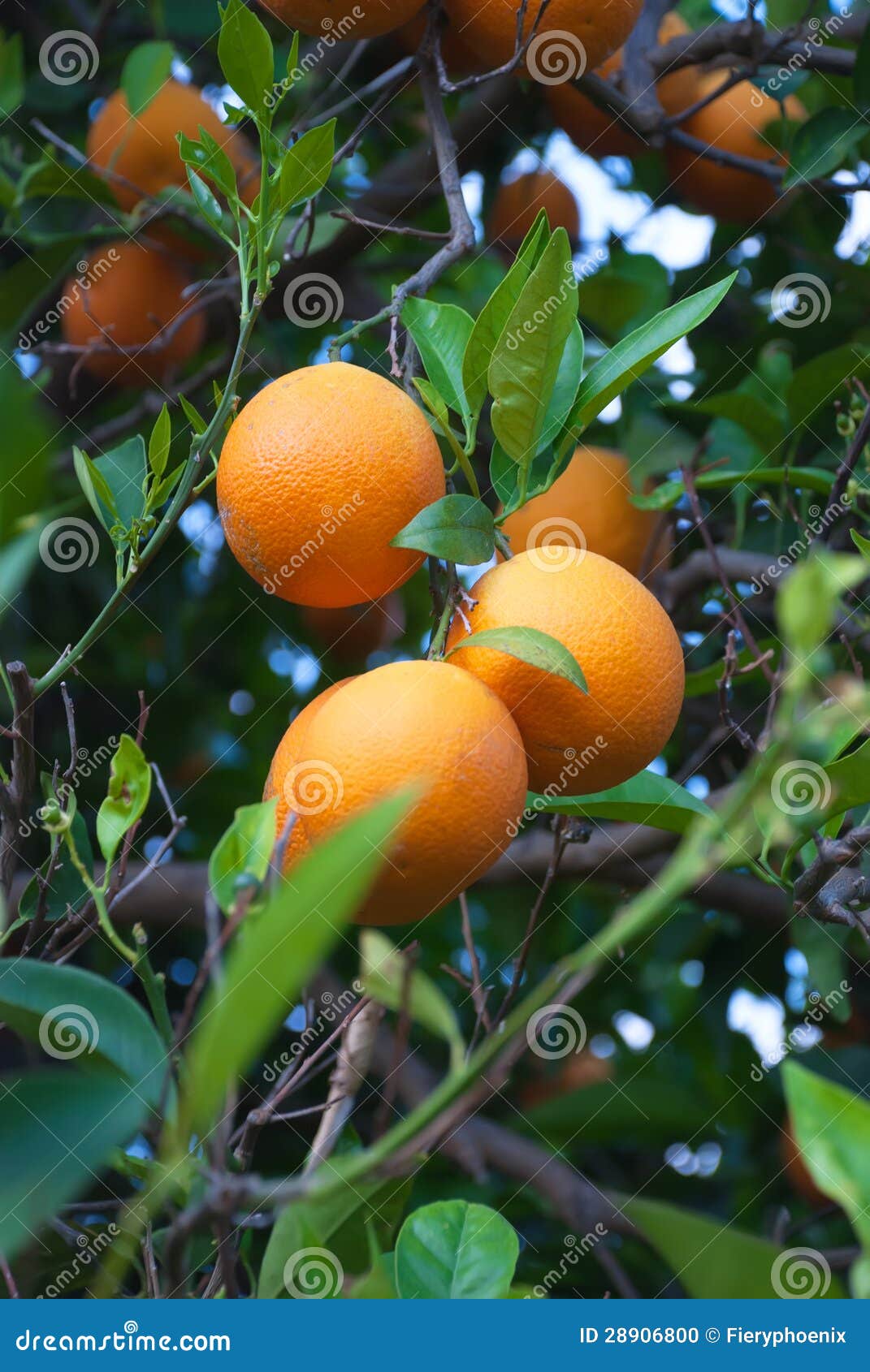Orange Obstbaum Mit Orangen Stockfoto - Bild von horizontal, nave: 28906800