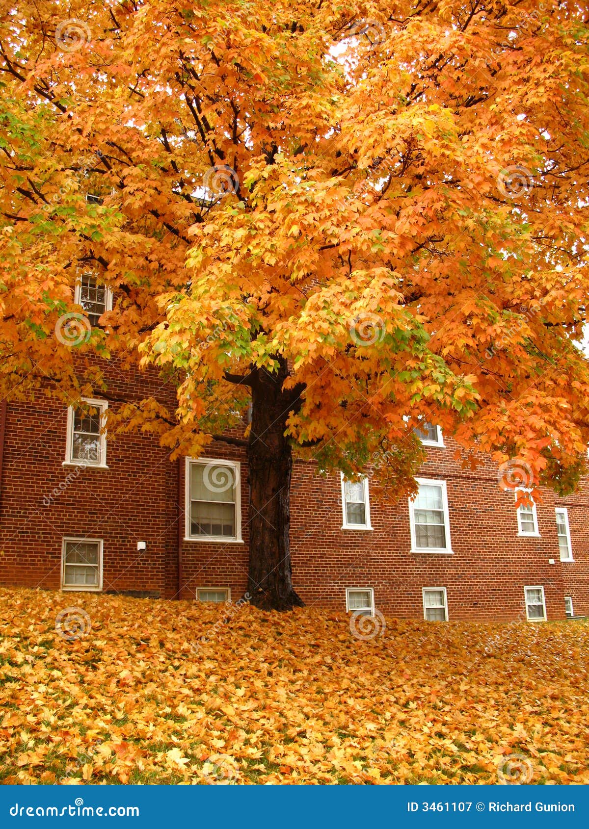 Orange October stock image. Image of tree, branches, october - 3461107