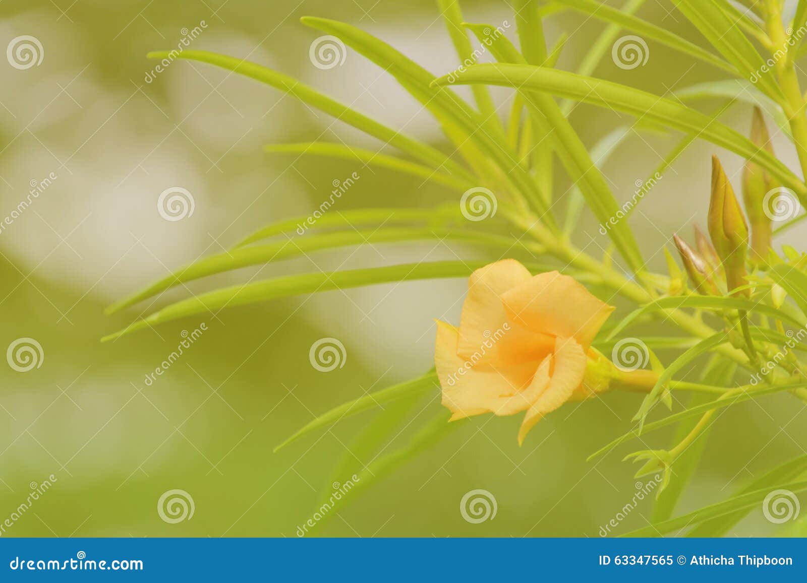 Orange Oleander Softness Background. Stock Image - Image of love, blur ...