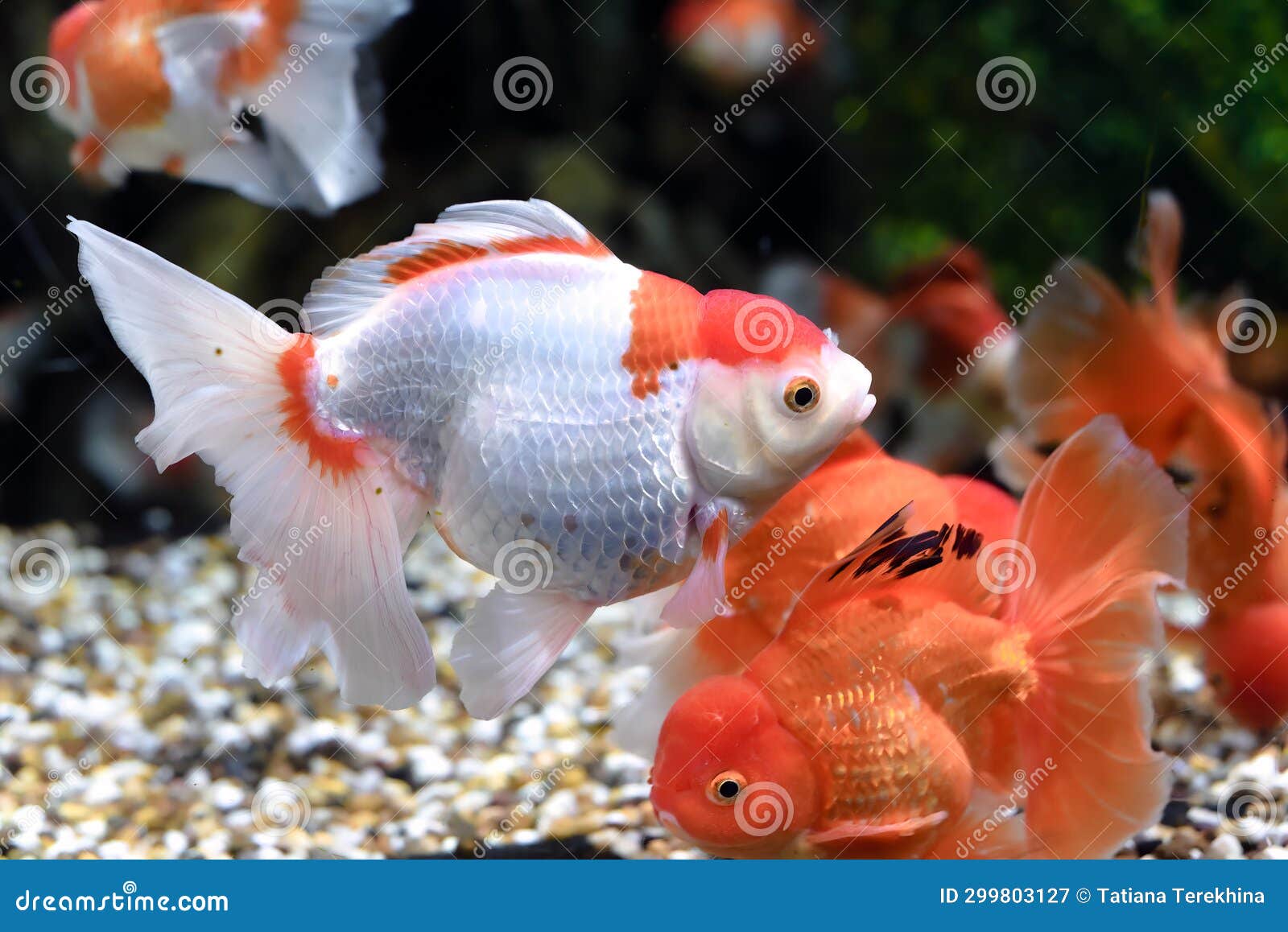 Orange Oranda Goldfish in Aquarium Stock Image - Image of beautiful ...