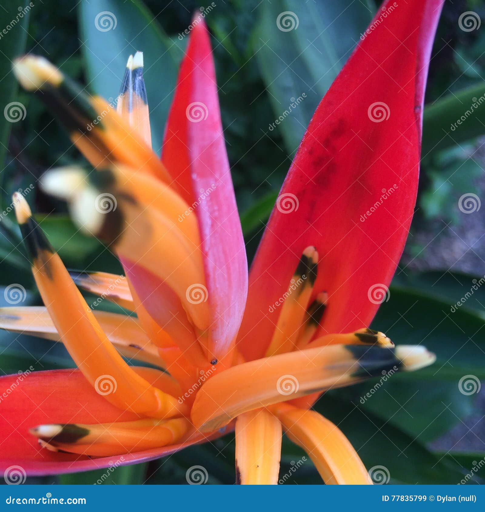 Orange, Orange, Green stock image. Image of orange, shoot - 77835799