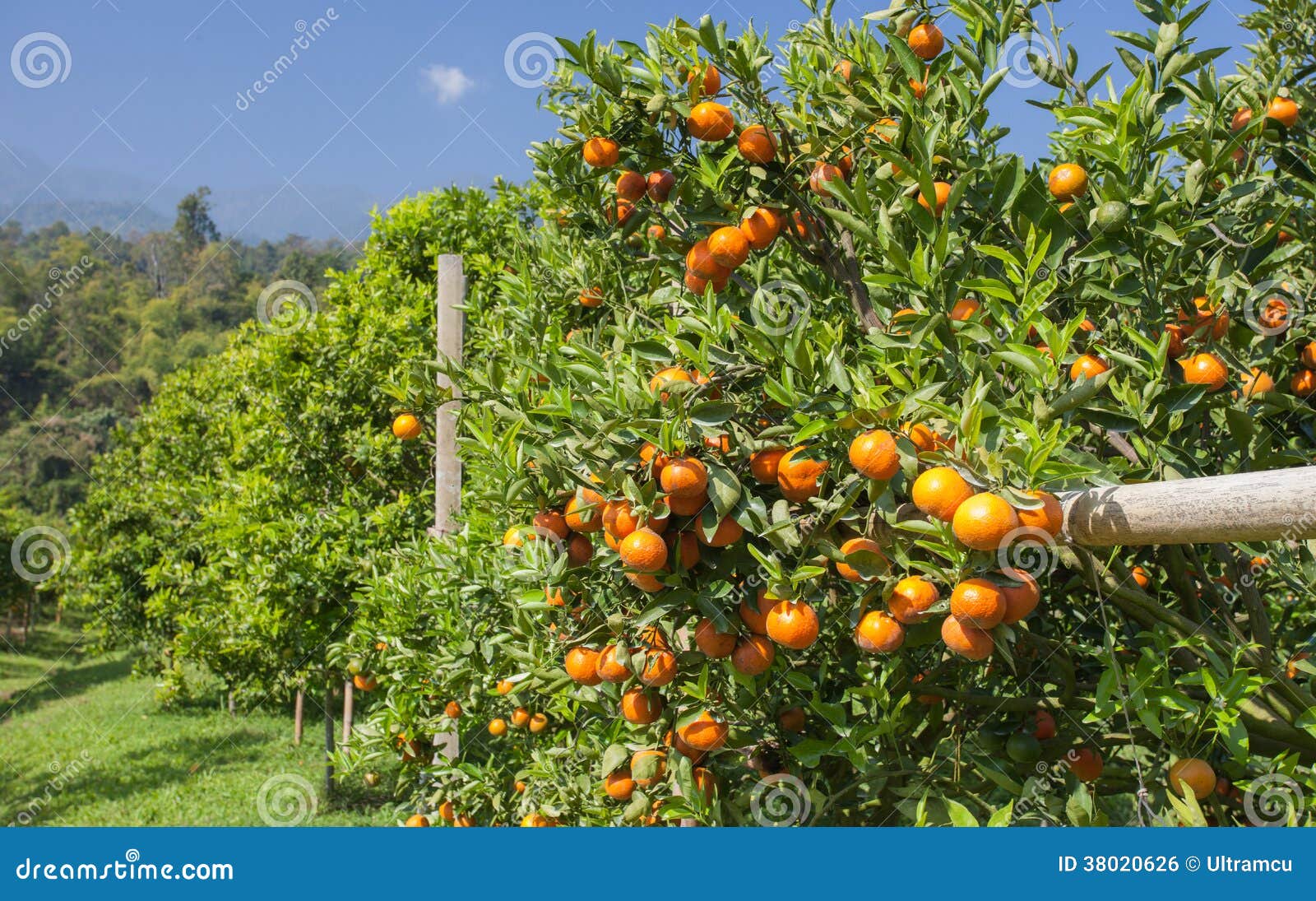 Orange on Orange tree stock photo. Image of green, grow - 38020626