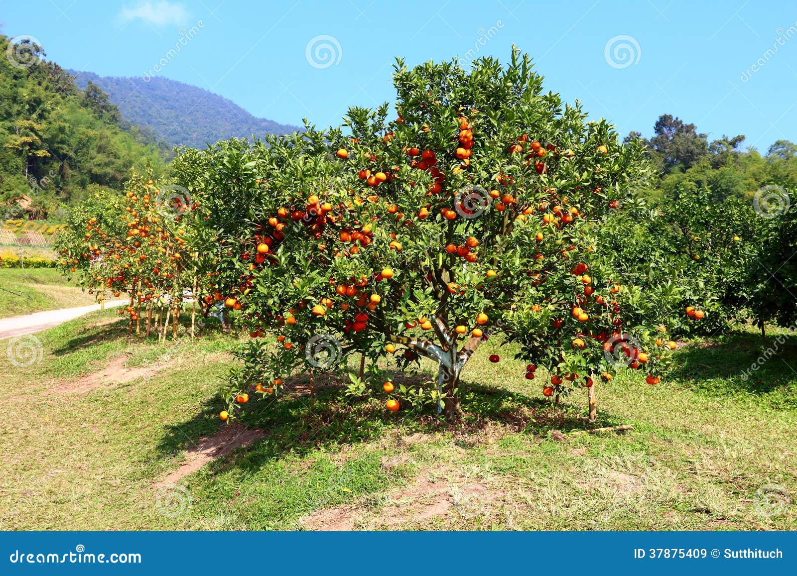 Orange orchard stock image. Image of drink, foods, nature - 37875409