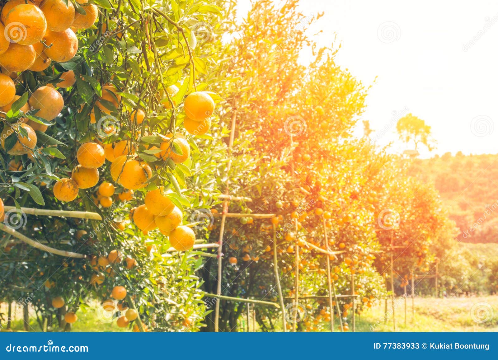 Orange orchard in morning. stock image. Image of agriculture - 77383933