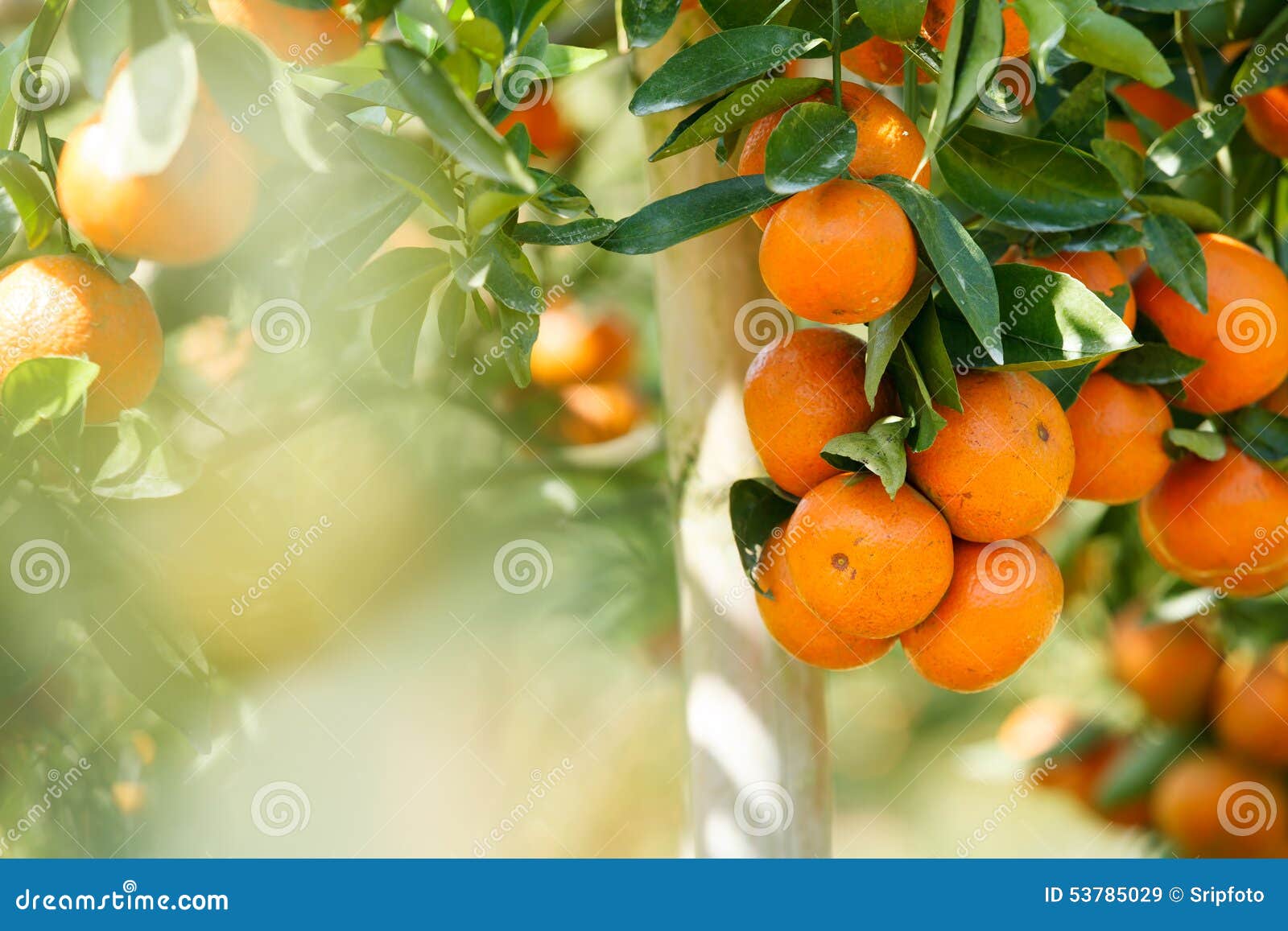 Orange Orchard in Northern Thailand Stock Image - Image of orange ...