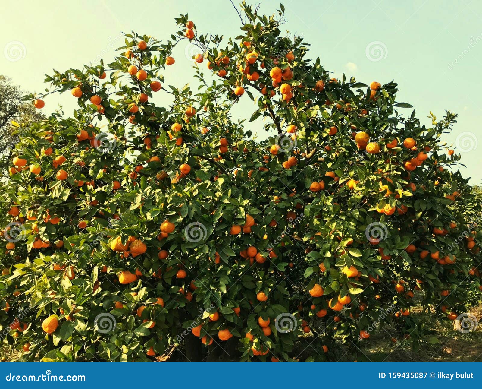 Orange orchard stock image. Image of travel, orange - 159435087