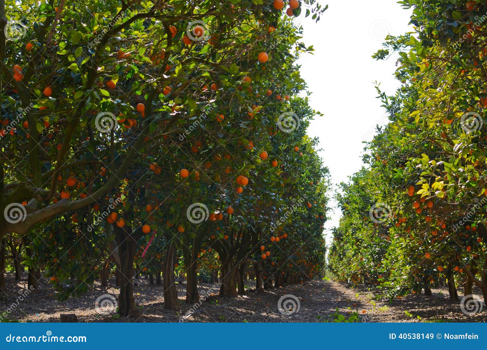 Orange Orchard With Fruits Growing In Biniaraix Village Near Soller ...