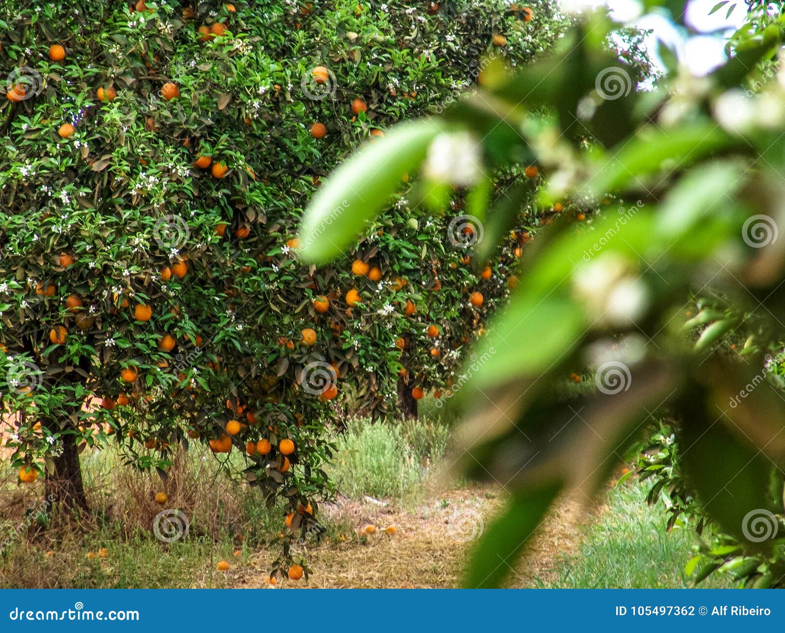 Orange orchard stock photo. Image of backyard, juicy - 105497362