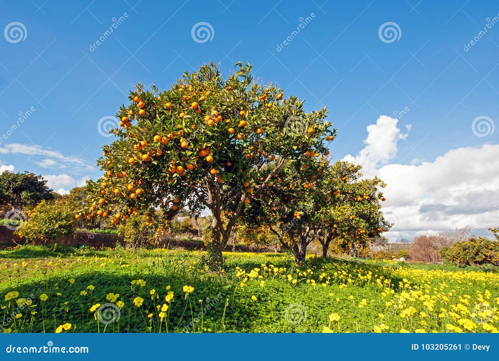 Orange Orchard in Spring in Portugal Stock Image - Image of agriculture ...