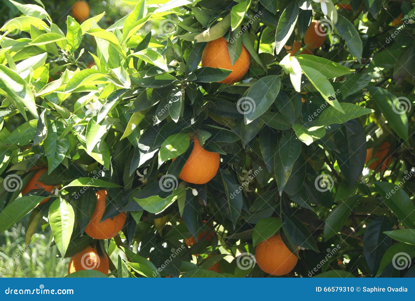 Orange orchard tree stock photo. Image of nature, ripe - 66579310