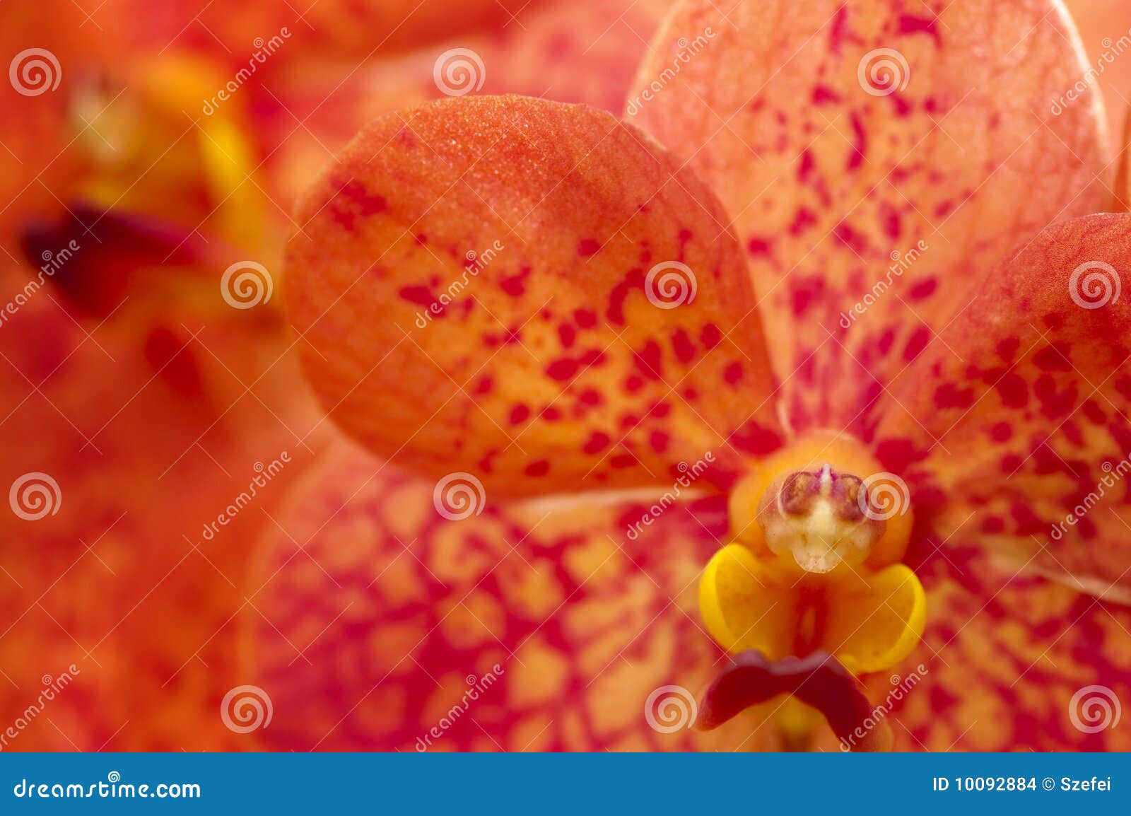 Orange Orchid stock photo. Image of freshness, gardening - 10092884