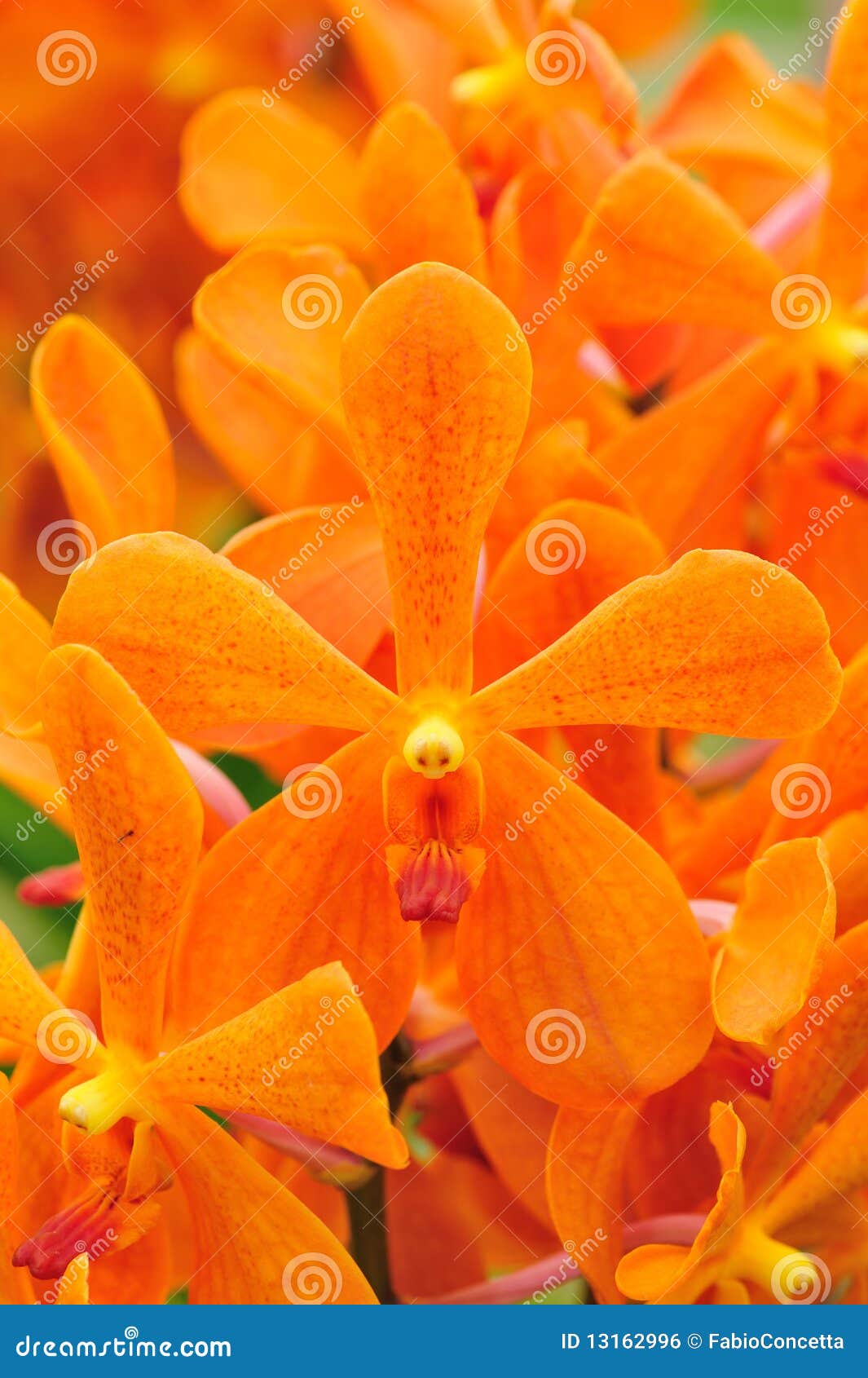 Orange orchid stock photo. Image of orange, fragrance - 13162996