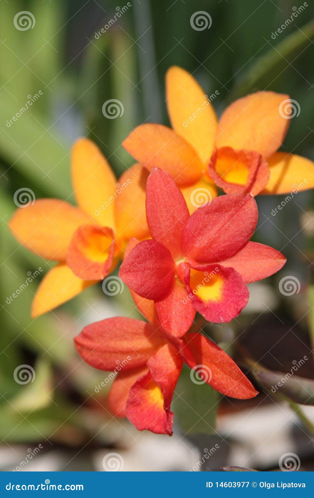 Orange orchid stock image. Image of cluster, garden, petals - 14603977