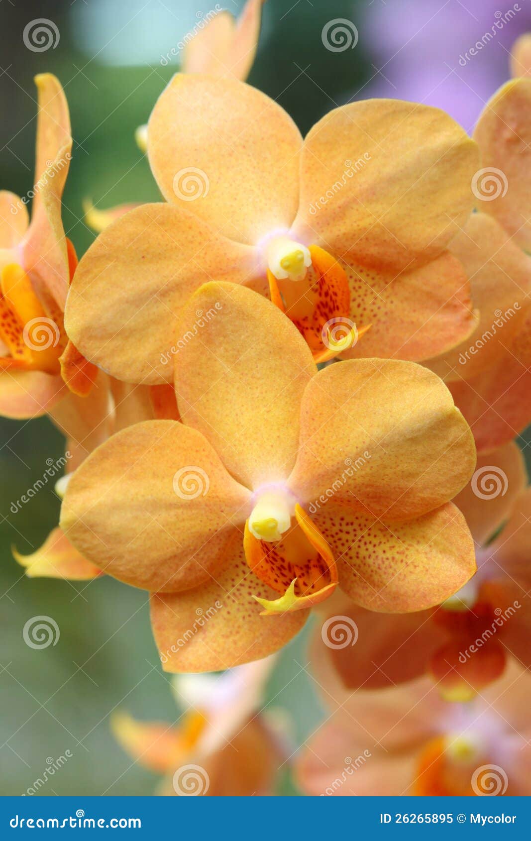 Orange Orchid stock image. Image of blossoming, blossoms - 26265895