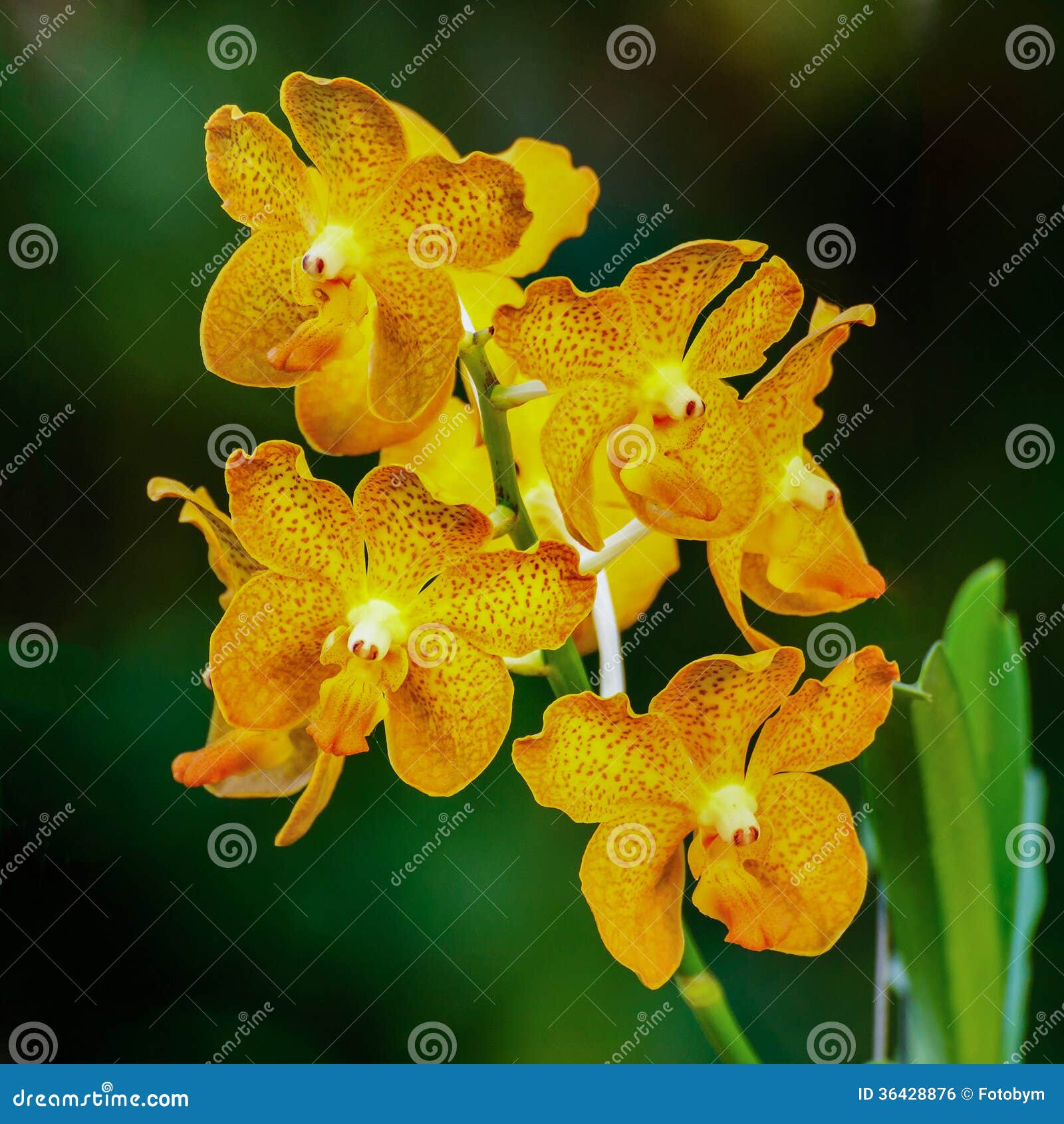 Orange Orchid Flower- Vanda Stock Photo - Image of park, floral: 36428876