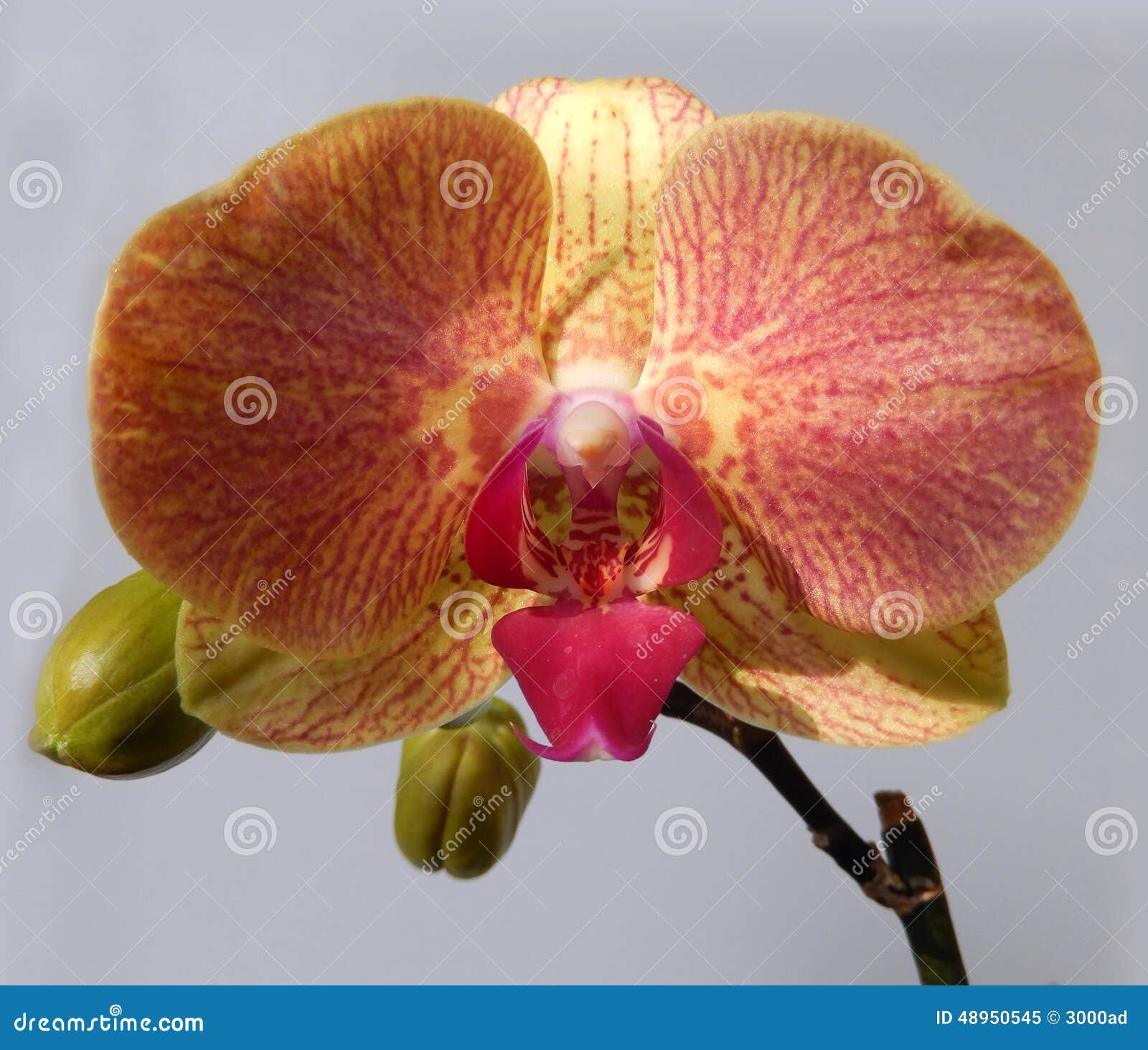 Orange orchid stock image. Image of ornamental, orchid - 48950545