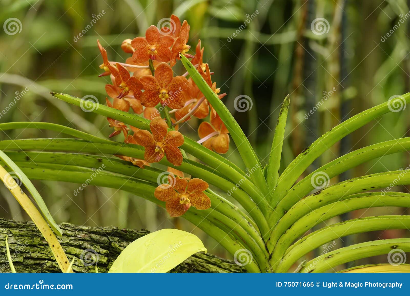 Orange Orchids stock photo. Image of colorful, tropical - 75071666