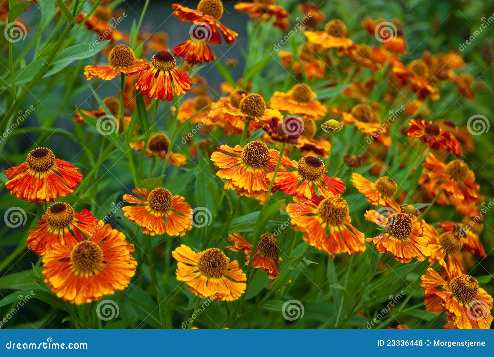 Orange ox-eye daisy stock photo. Image of rural, fresh - 23336448