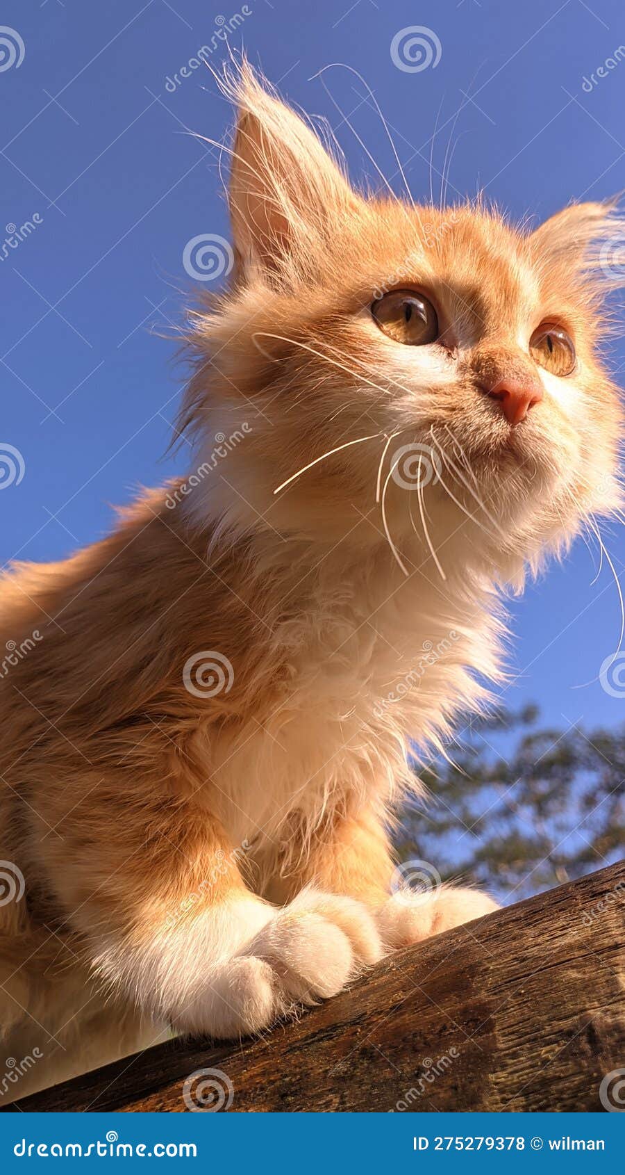 INDONESIAN LITTLE ORANGE CAT Stock Photo - Image of little, orange ...