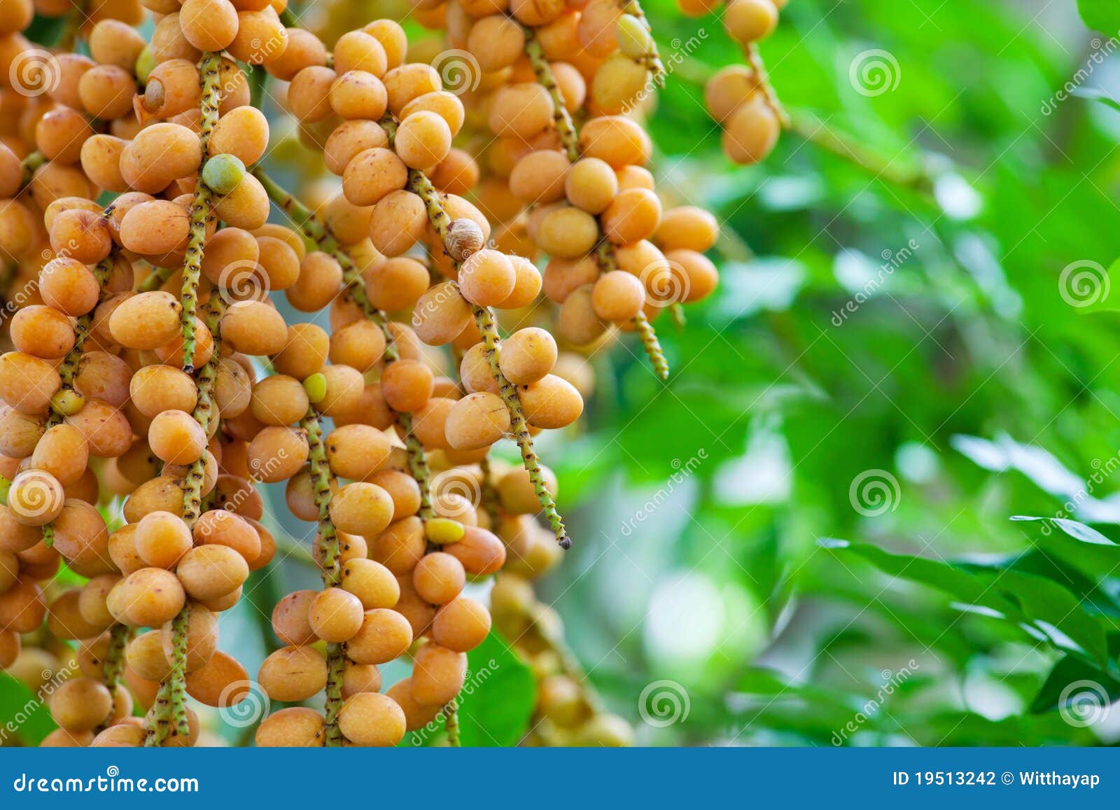 Orange palm stock photo. Image of east, delicious, exotic - 19513242