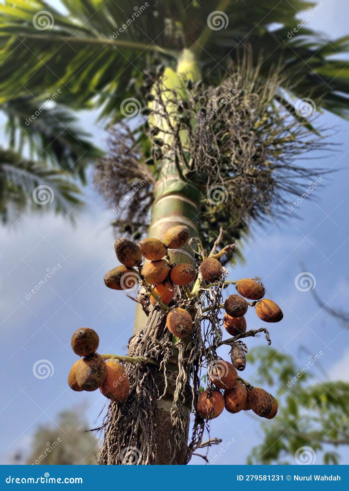 Orange Palm Fruit in the Morning Sun Stock Image - Image of fruit, palm ...