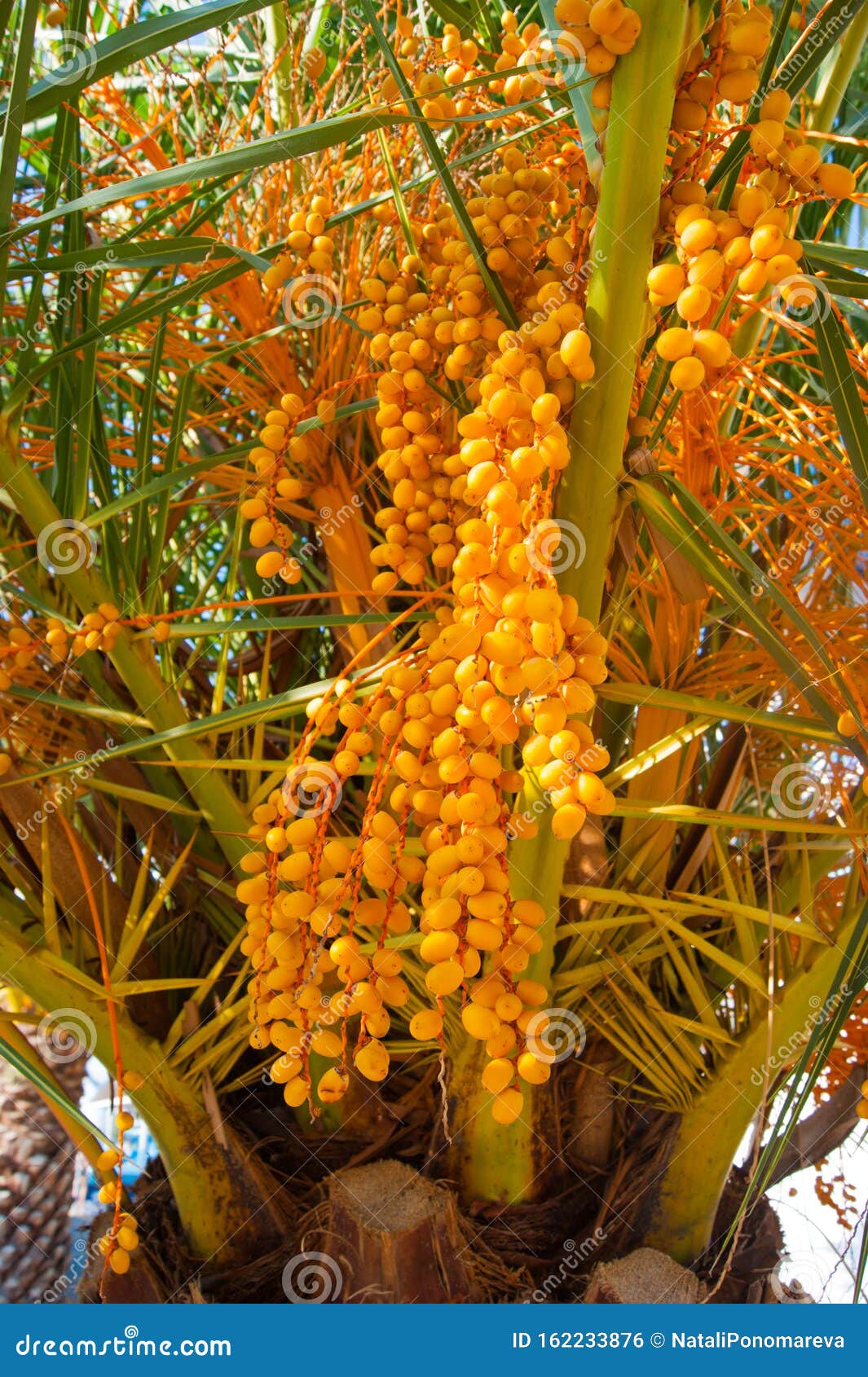 Orange Palm Fruits - Canary Date Palm Stock Photo - Image of arecaceae ...