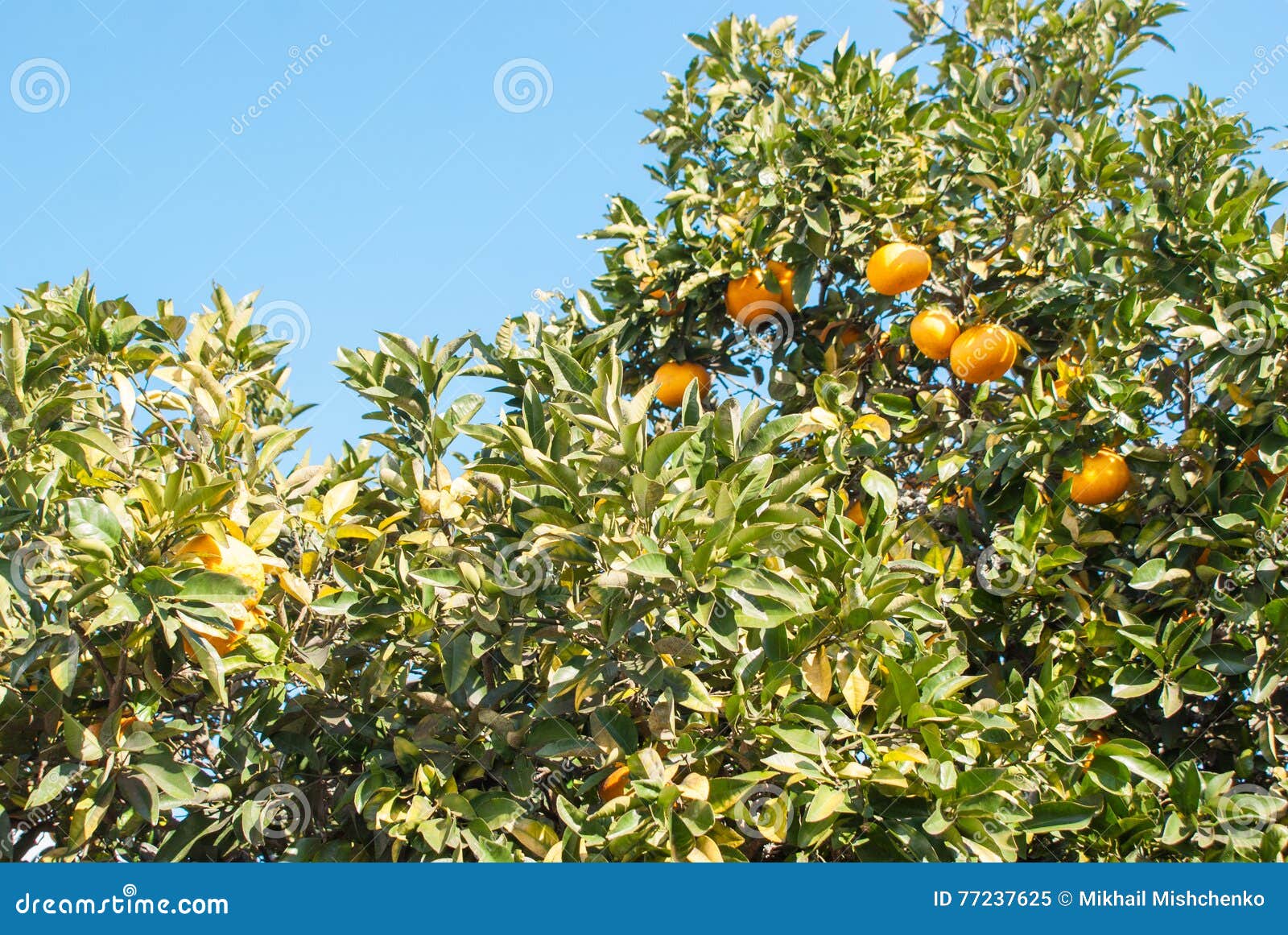 Orange Pamela Fruit on a Tree Stock Image - Image of green, nature ...