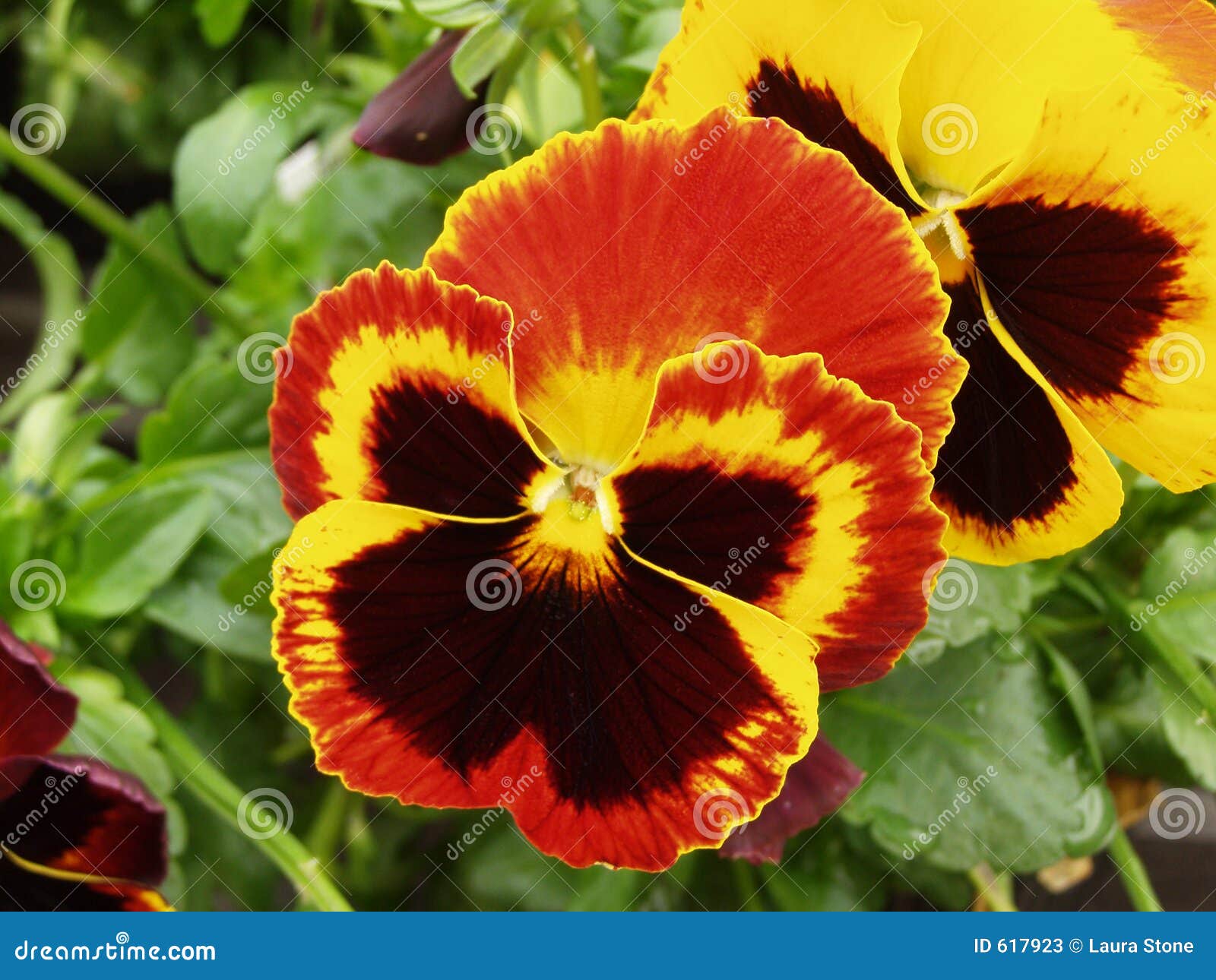 Orange Pansy stock image. Image of petal, velvety, black - 617923