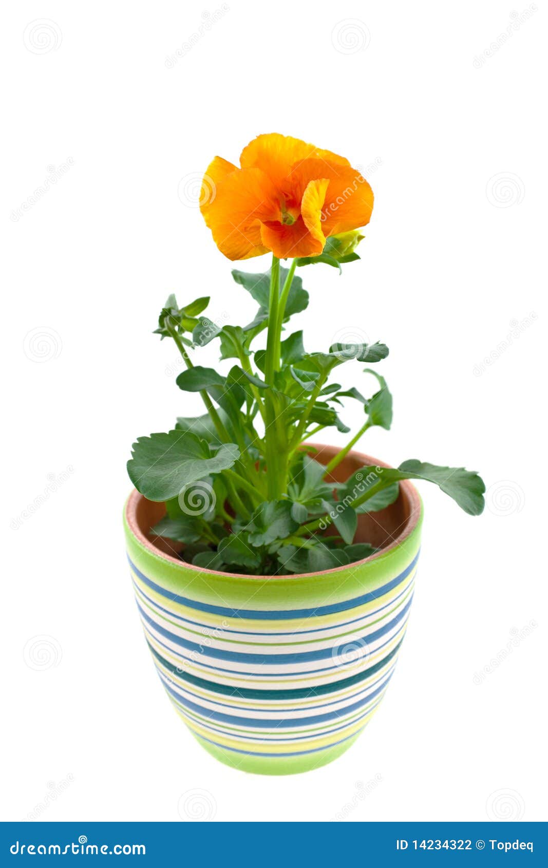 Orange Pansy S Sprout in Ceramic Pot Stock Photo - Image of botany ...