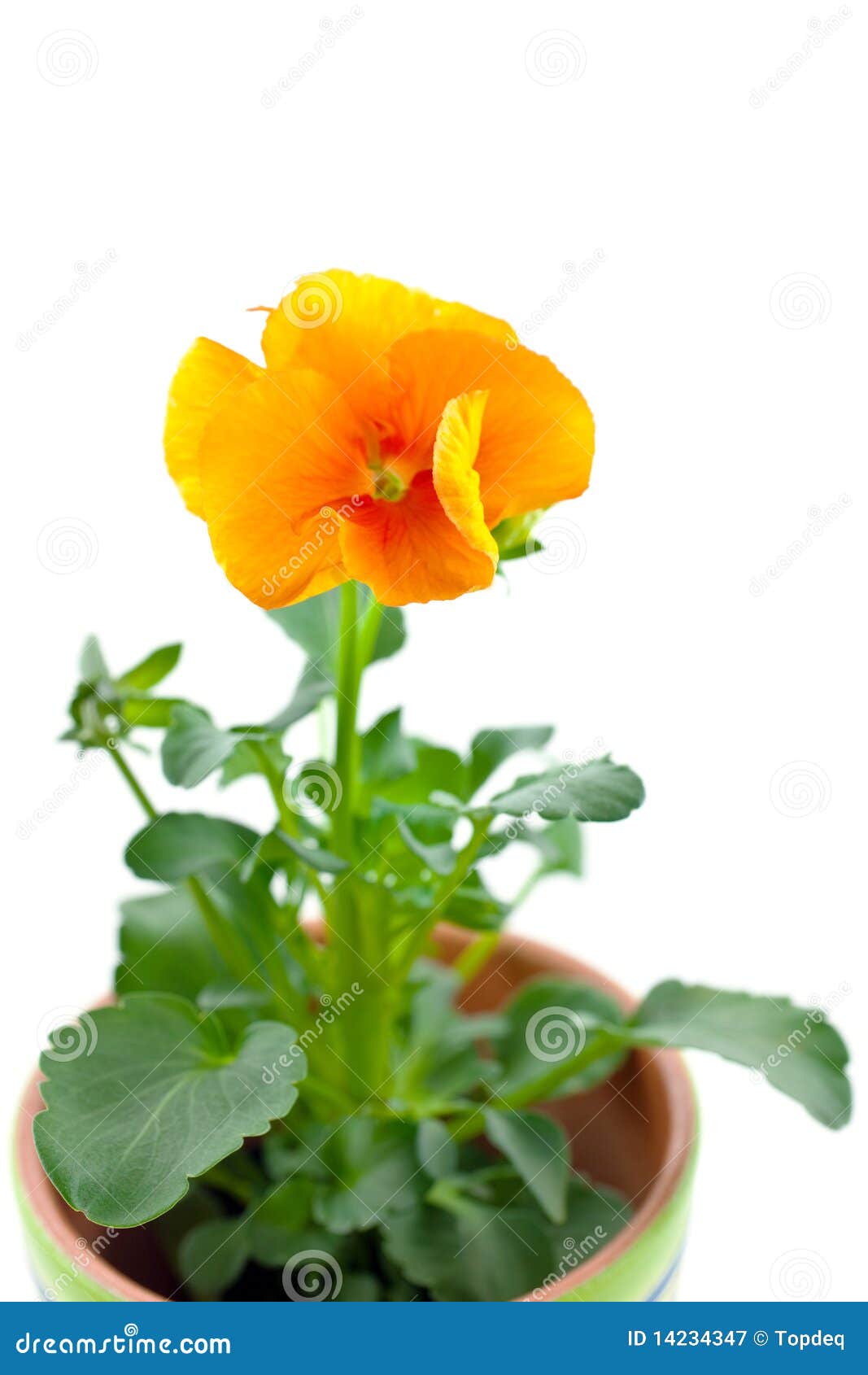 Orange Pansy S Sprout in Ceramic Pot Stock Image - Image of plant, leaf ...