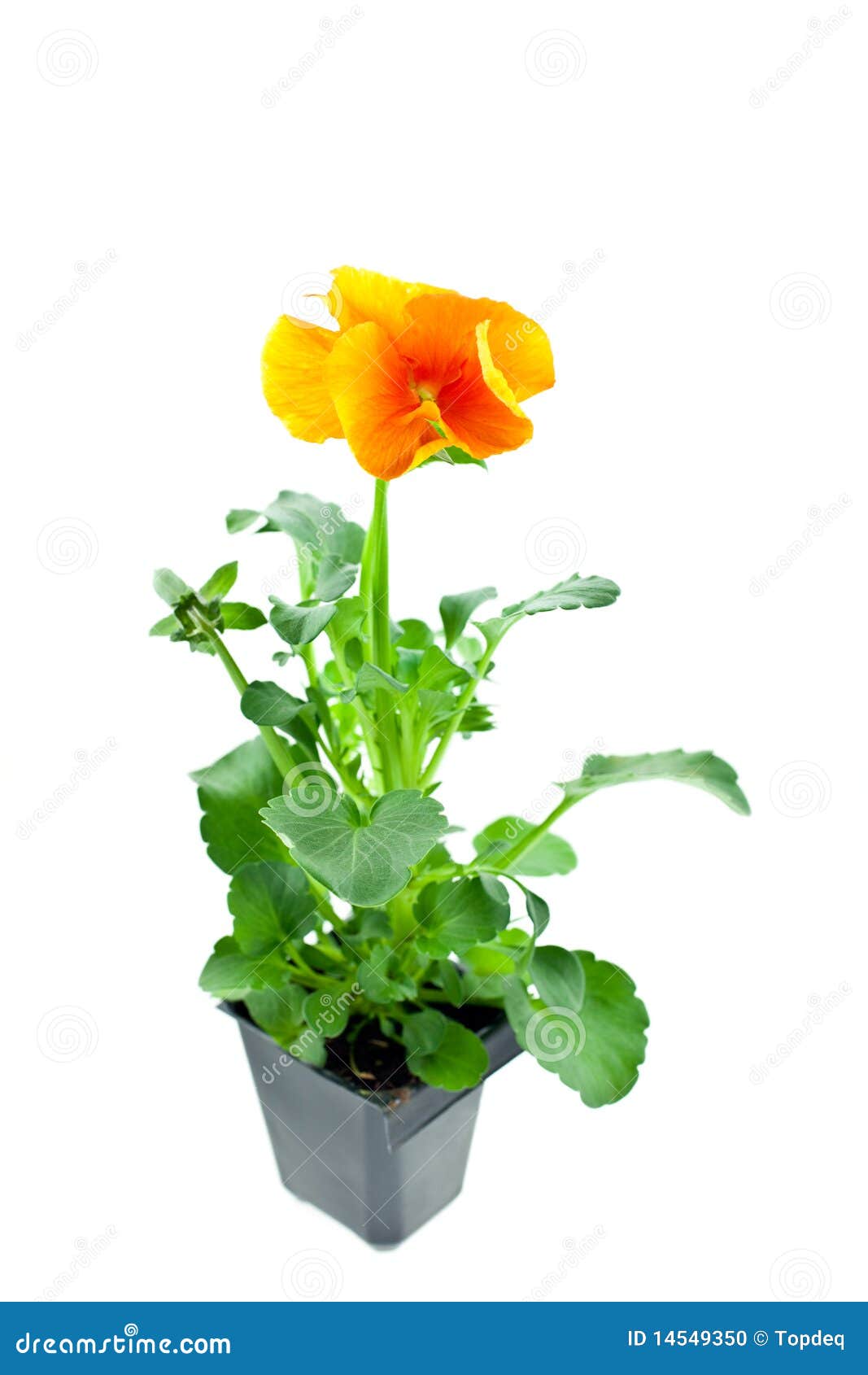 Orange Pansy S Sprout in Plastic Pot Stock Photo - Image of beauty ...