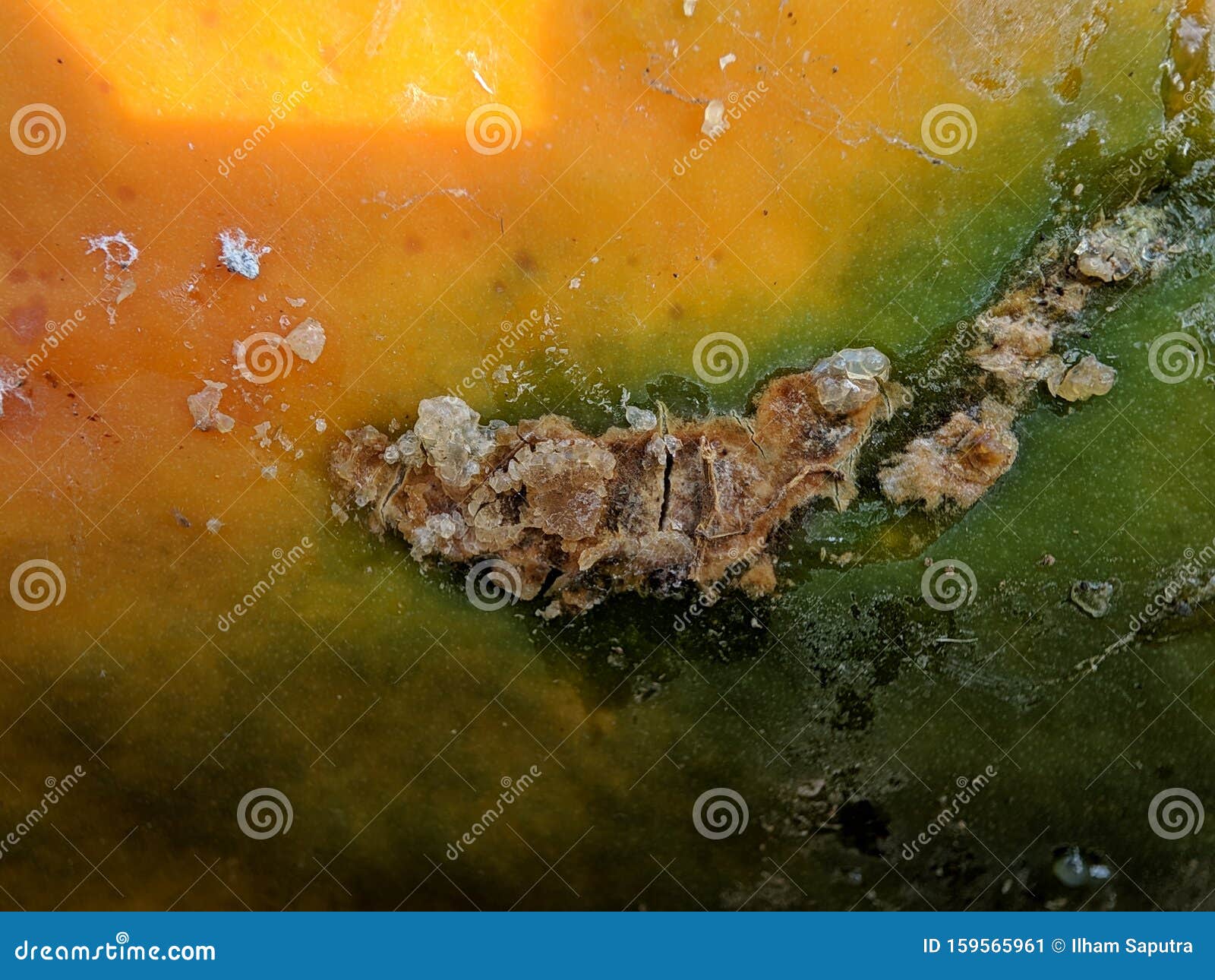 Orange Papaya Surface Texture Background Stock Image - Image of papaya ...