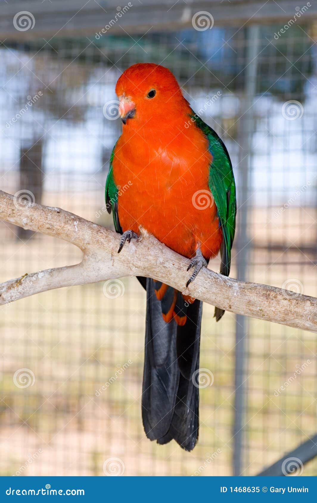 Orange Parrot stock image. Image of aviary, australian - 1468635