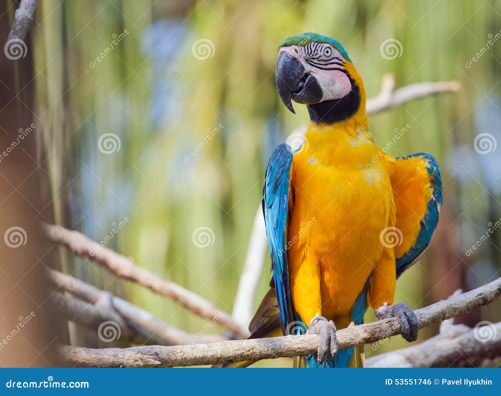 Orange parrot stock photo. Image of tropics, animal, nature - 53551746